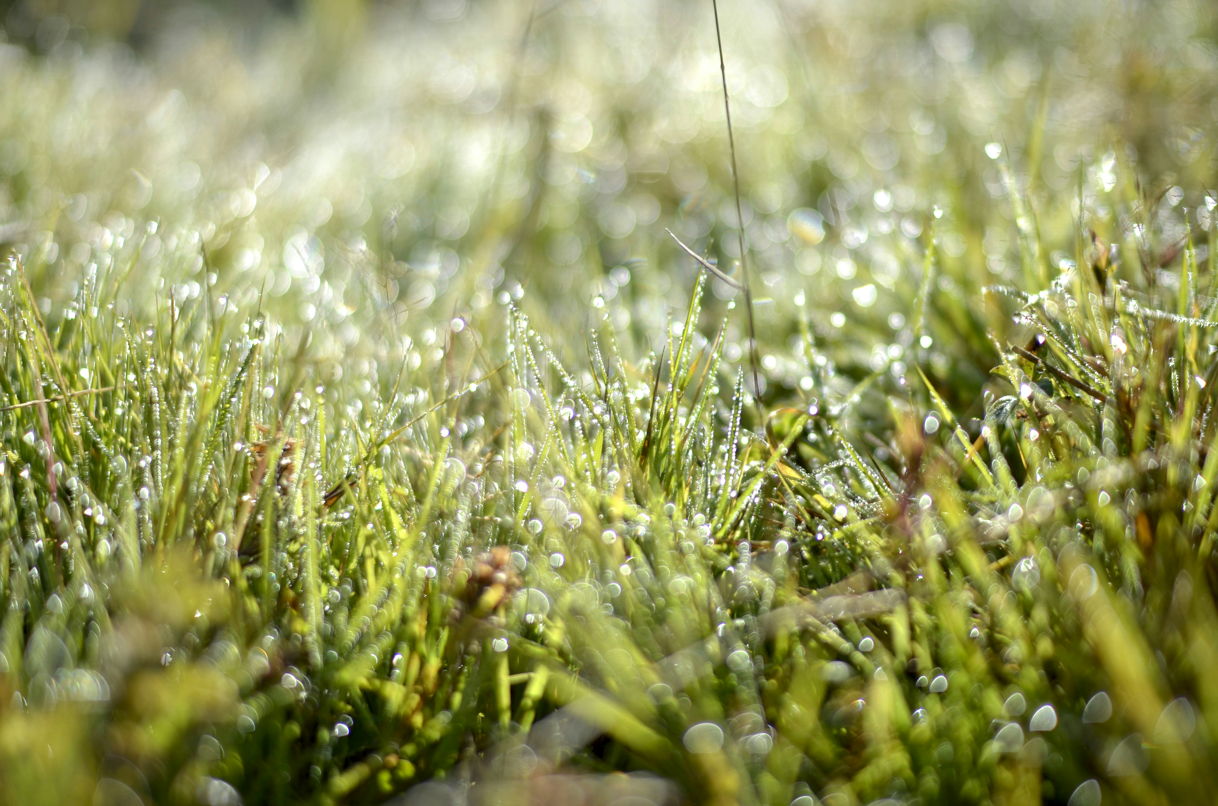 Dew-laced Meadow: A Close-Up of Morning Grass