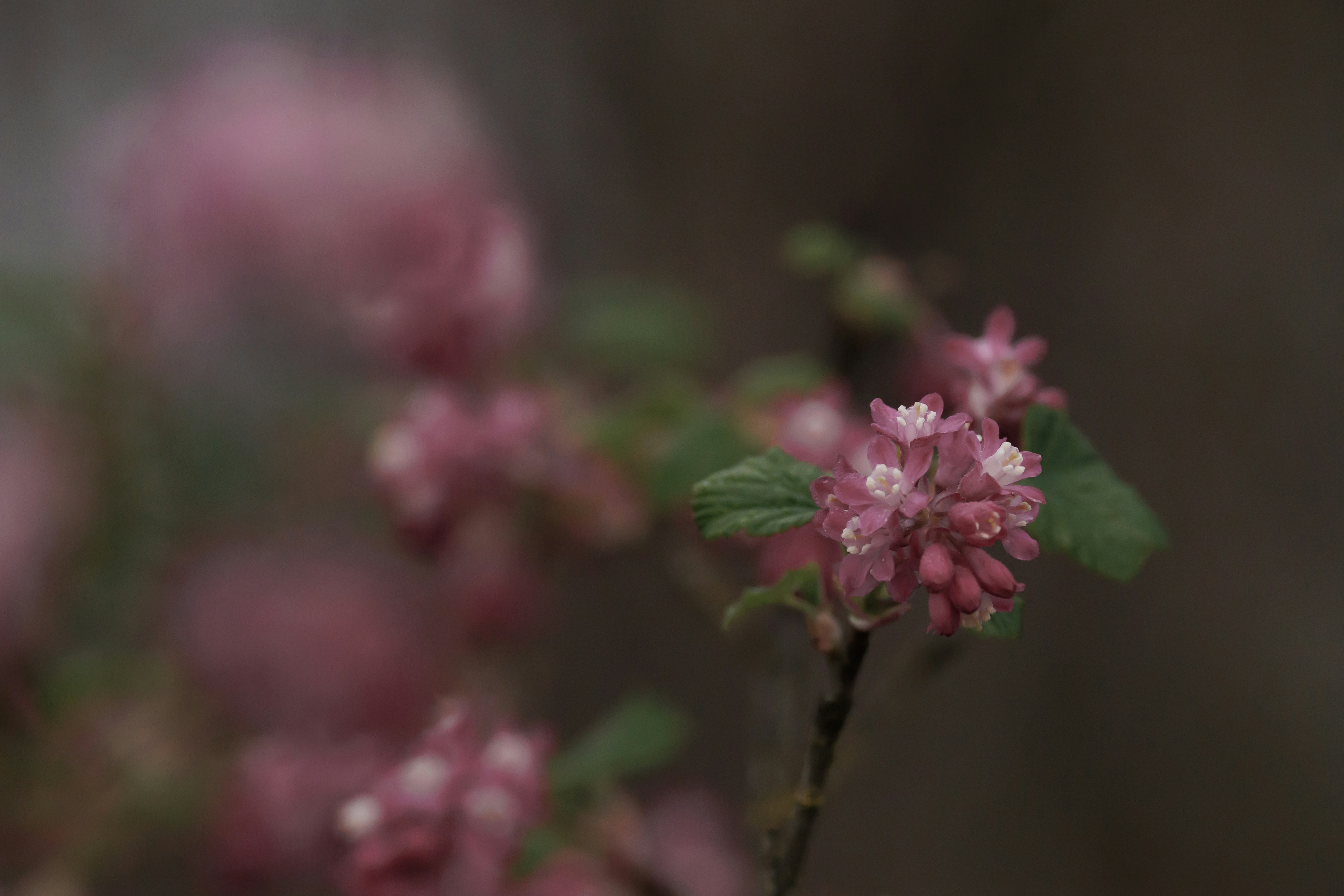Blossom in Soft Focus: Pink Buds Across a Gentle Blur