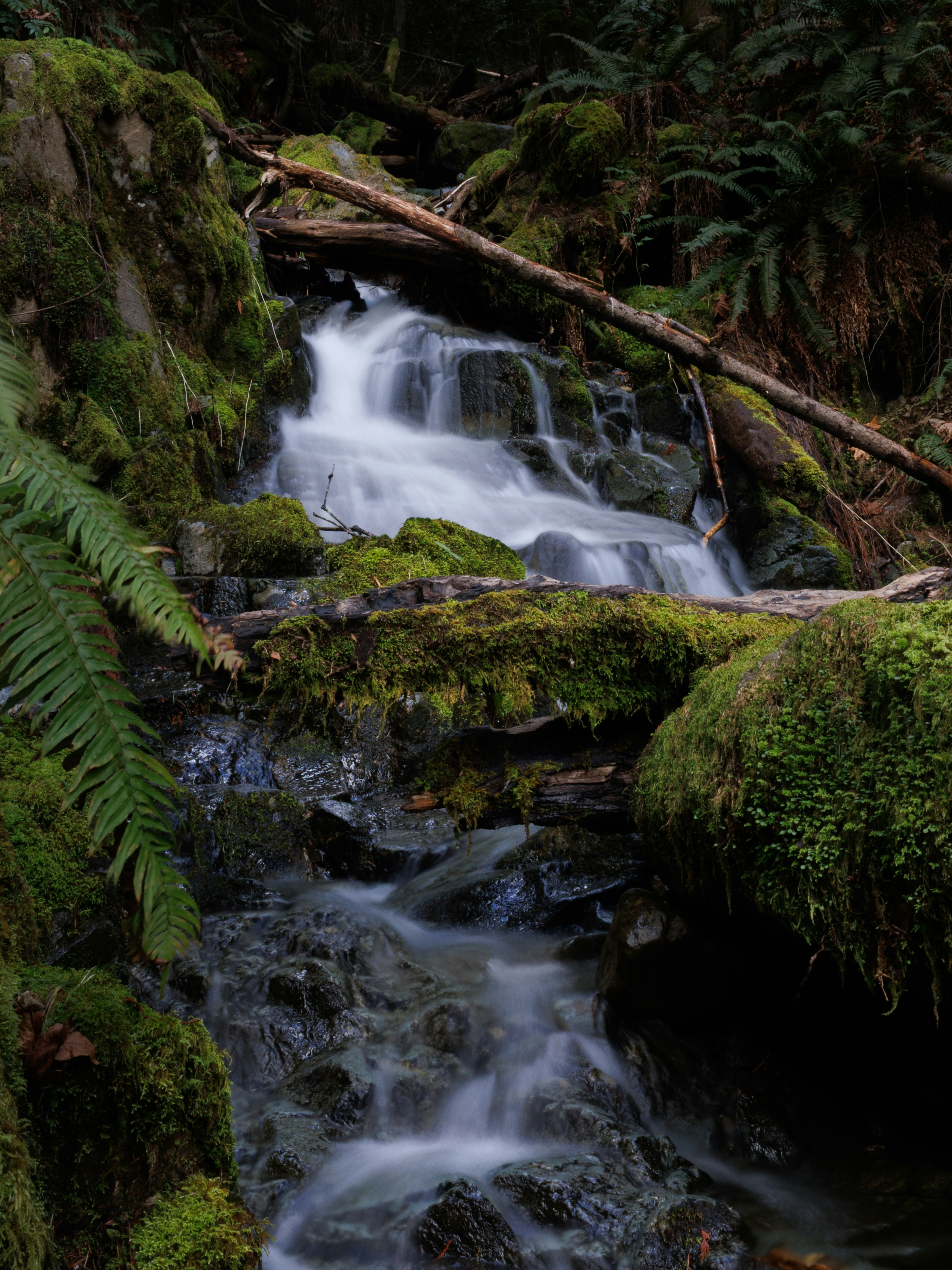 Moss-Crowned Cascade: A Quiet Forest Flow