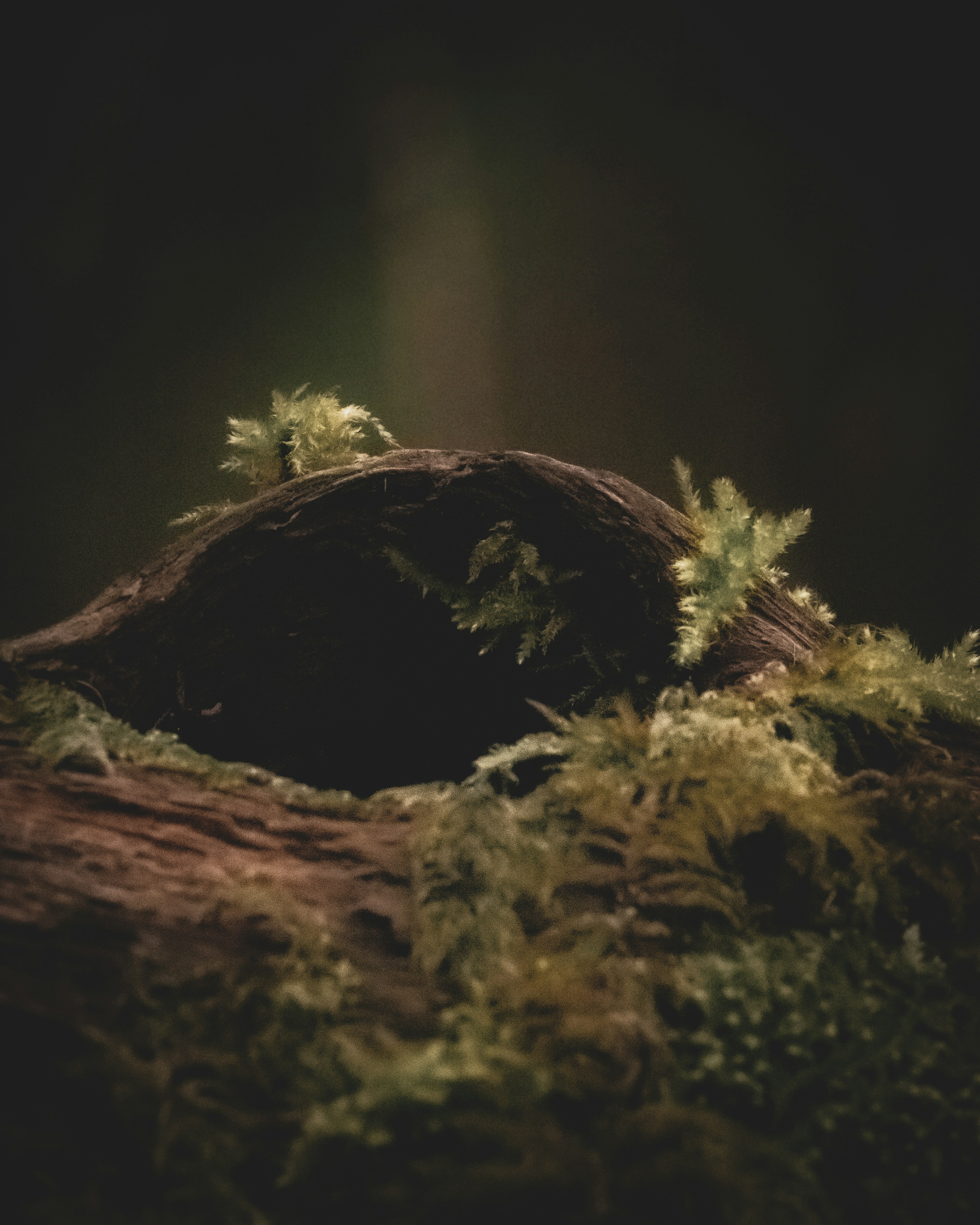 Moss-Cilled Hollow: A Quiet Forest Microcosm