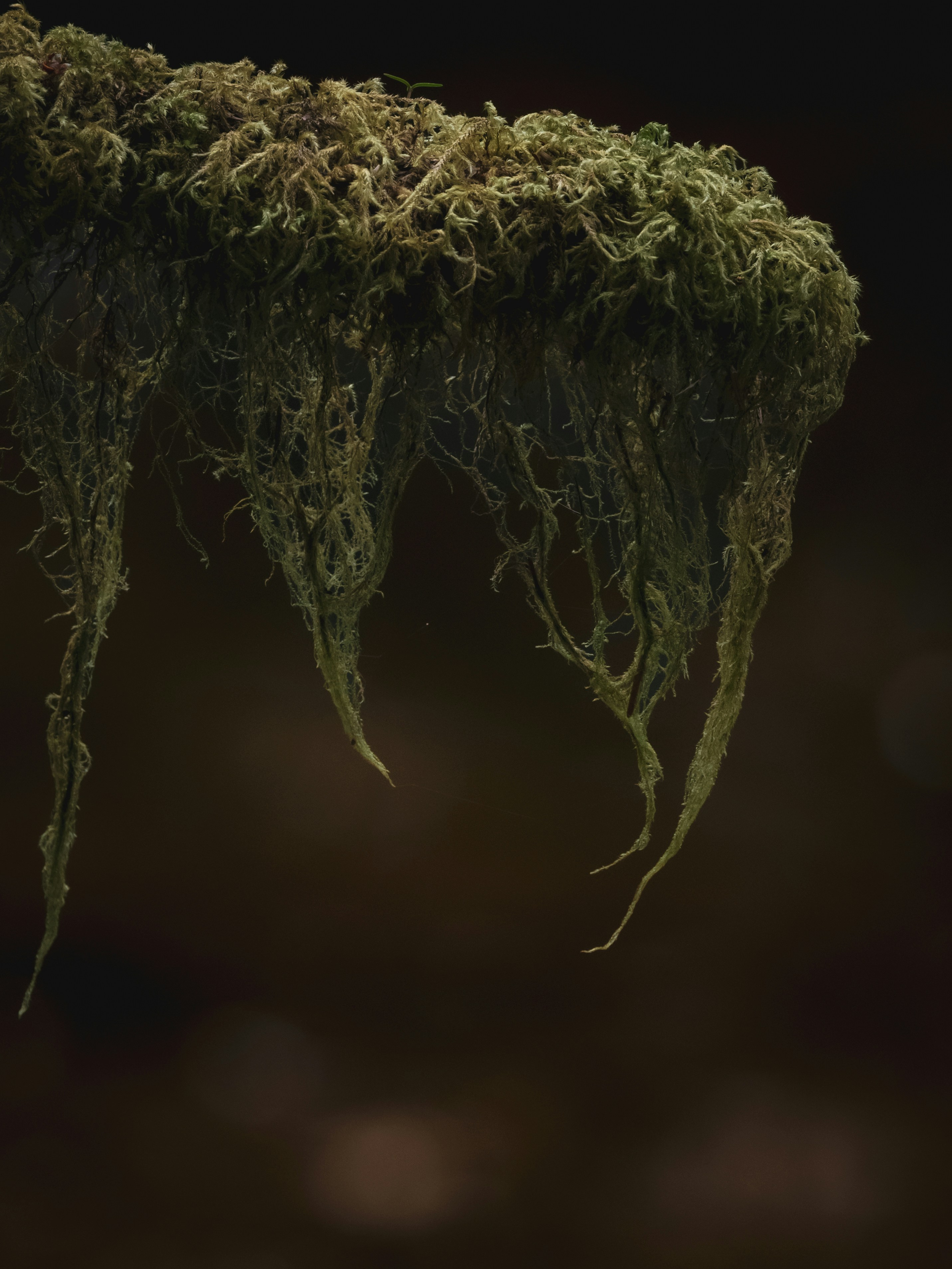 Moss-Covered Curtain Dangling from Darkness