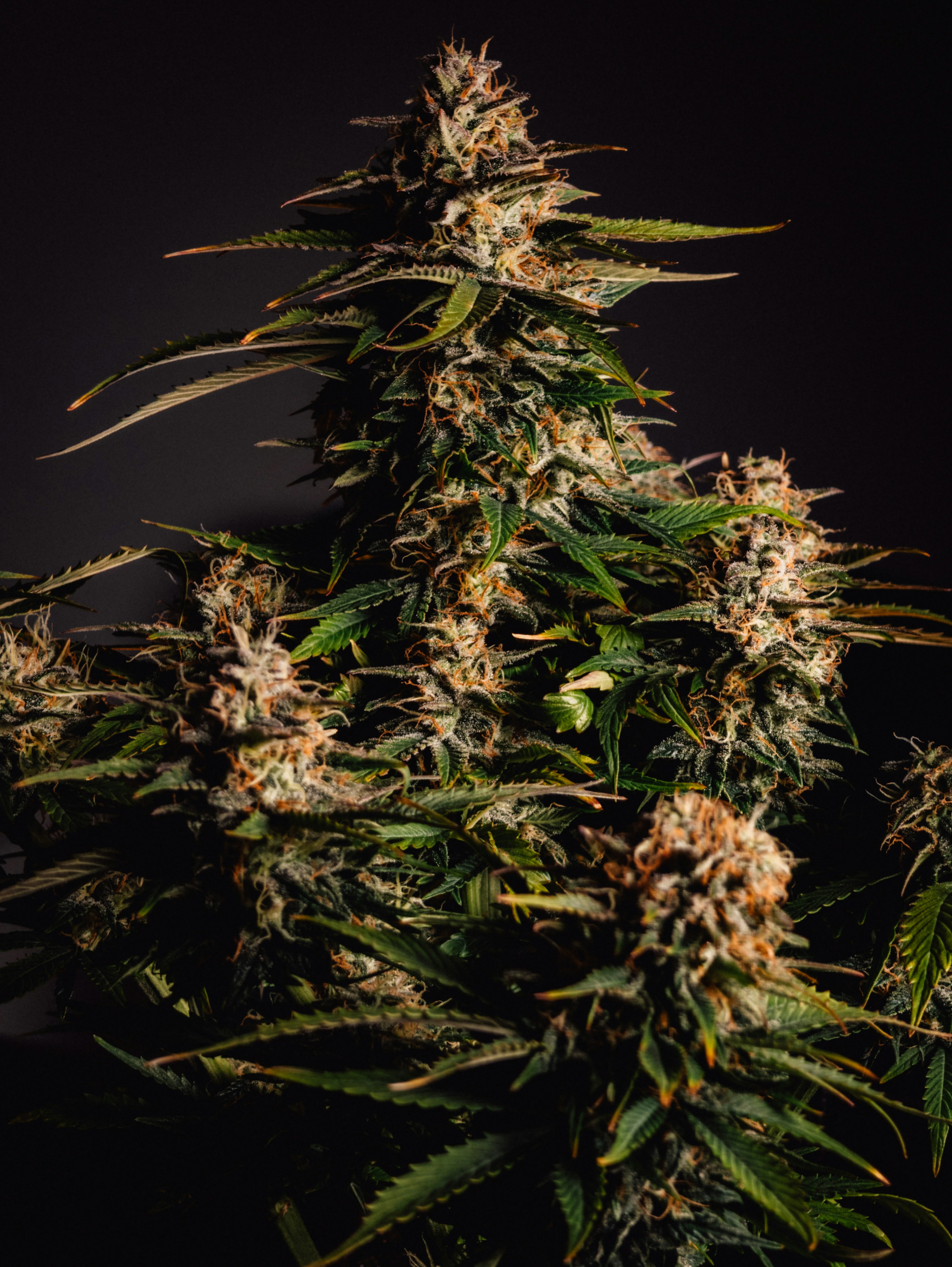 Midnight Crown: A Dense Cannabis Cola in Focus