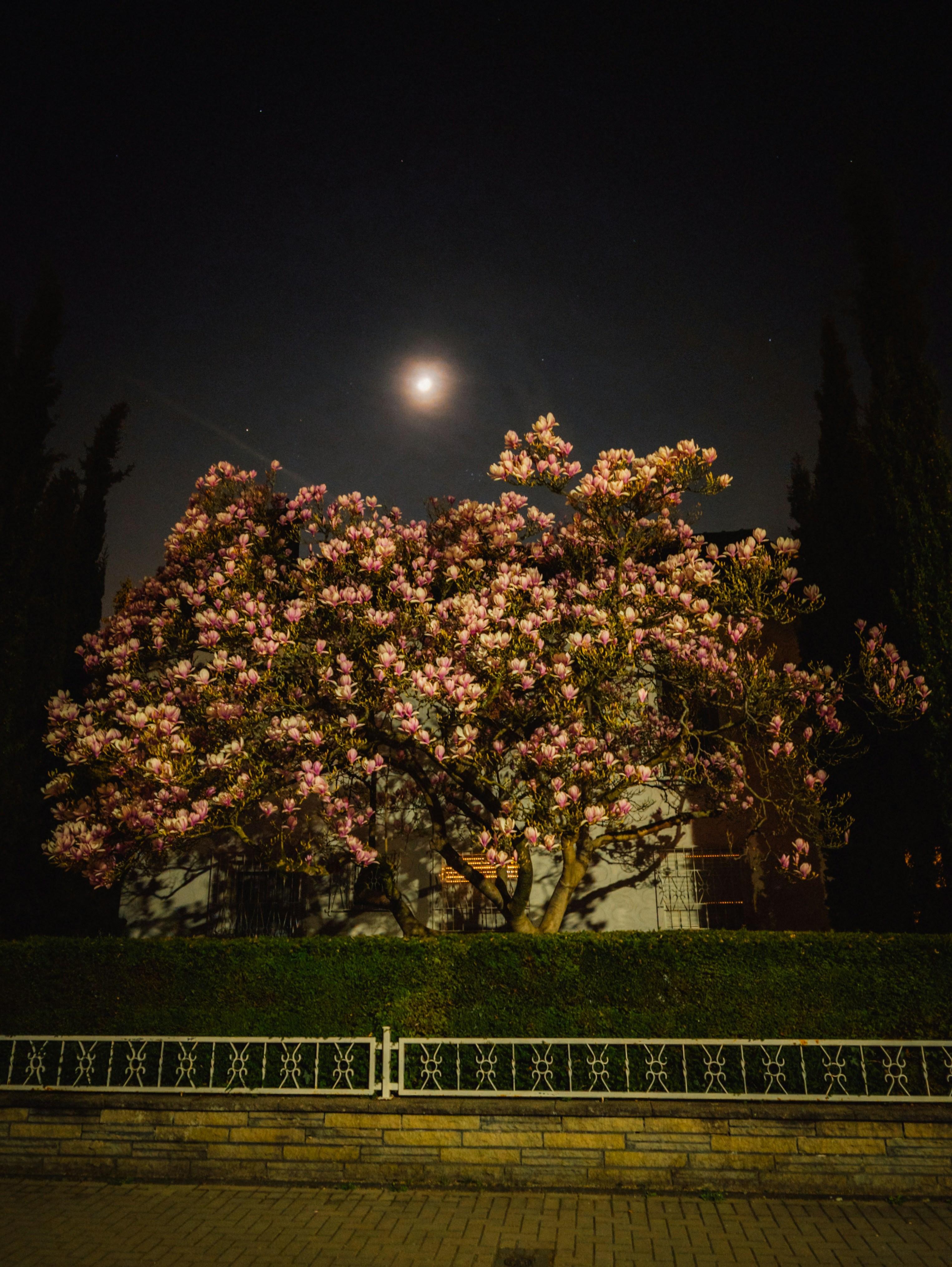 Moonlit Blooms: Night Portrait of a Pink Magnolia Under a Quiet Sky