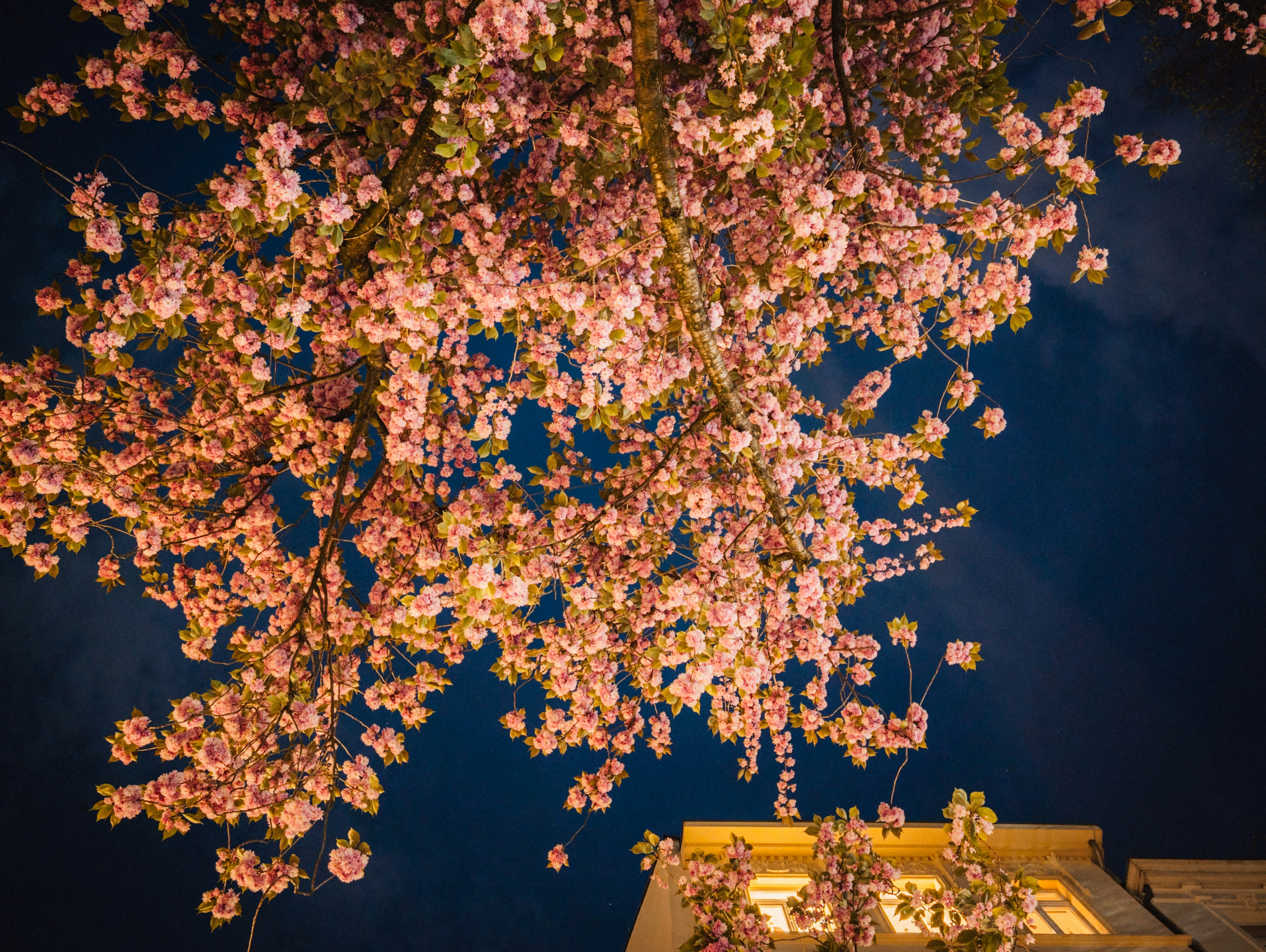 Blossoms Under Nightfall: A Neon Sky Above a Cornered Building