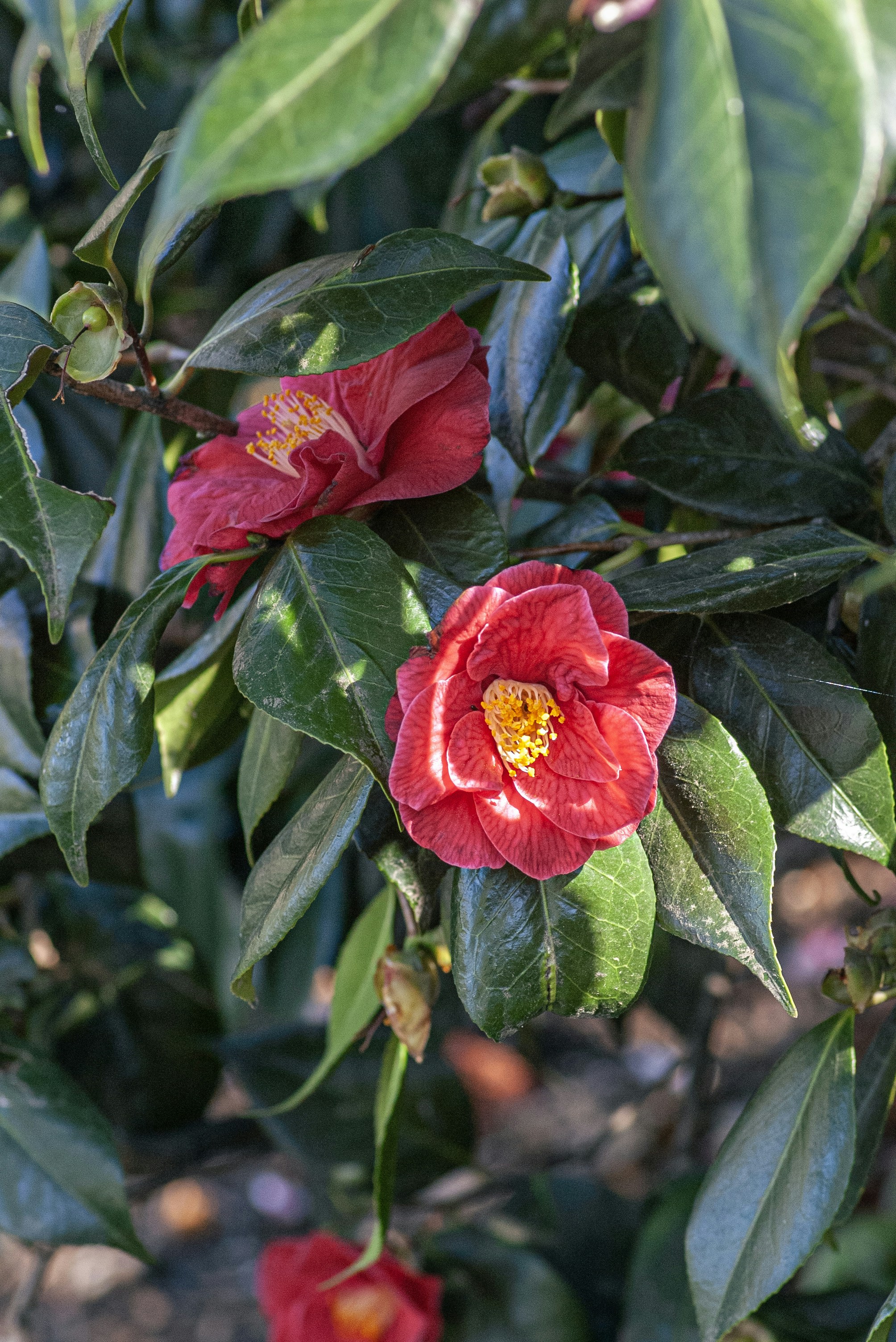 Red Camellia Bloom Framed by Glossy Evergreen Leaves