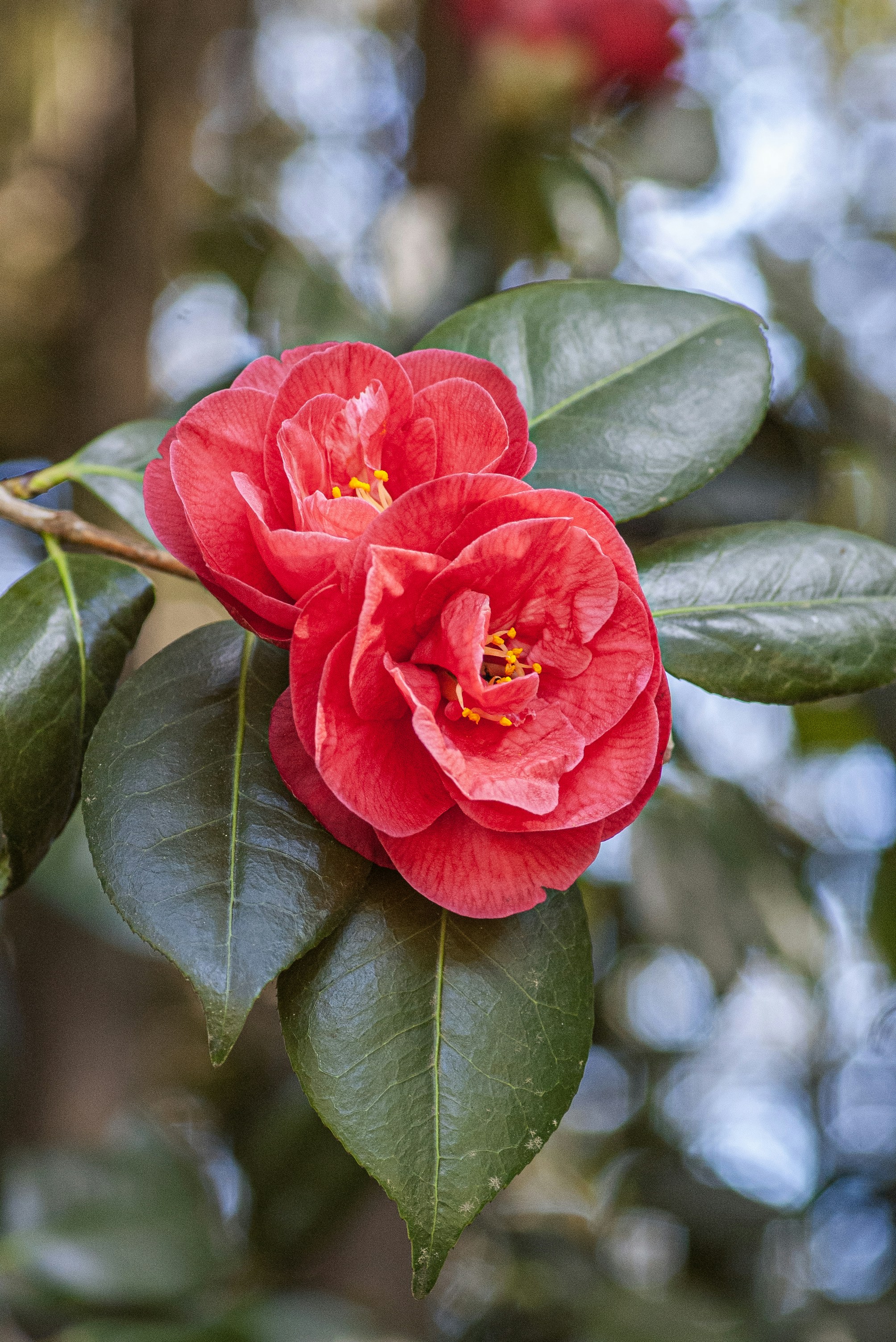 Scarlet Camellia Duo: A Close-Flower Moment