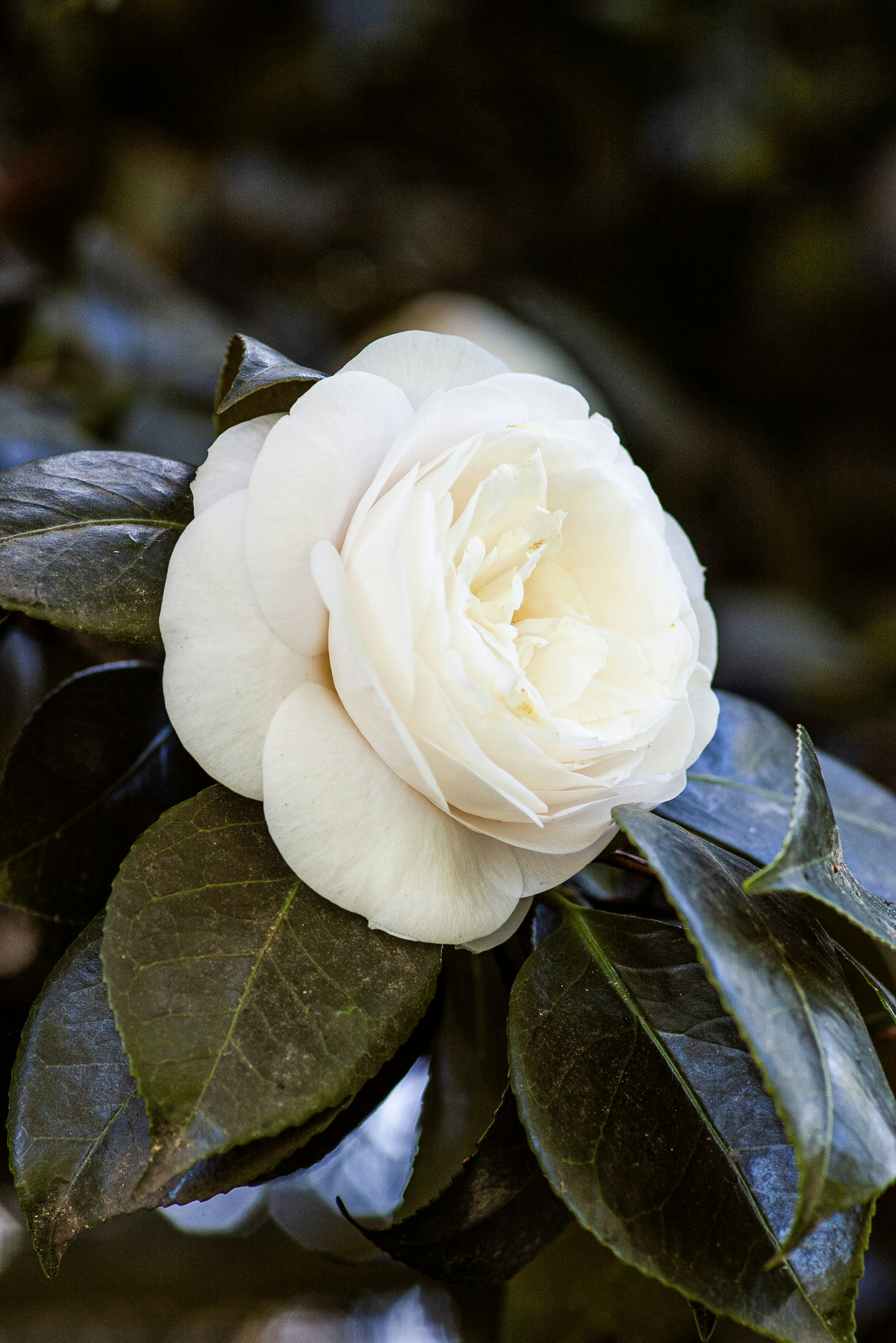 White Camellia in Deep Green Shadow