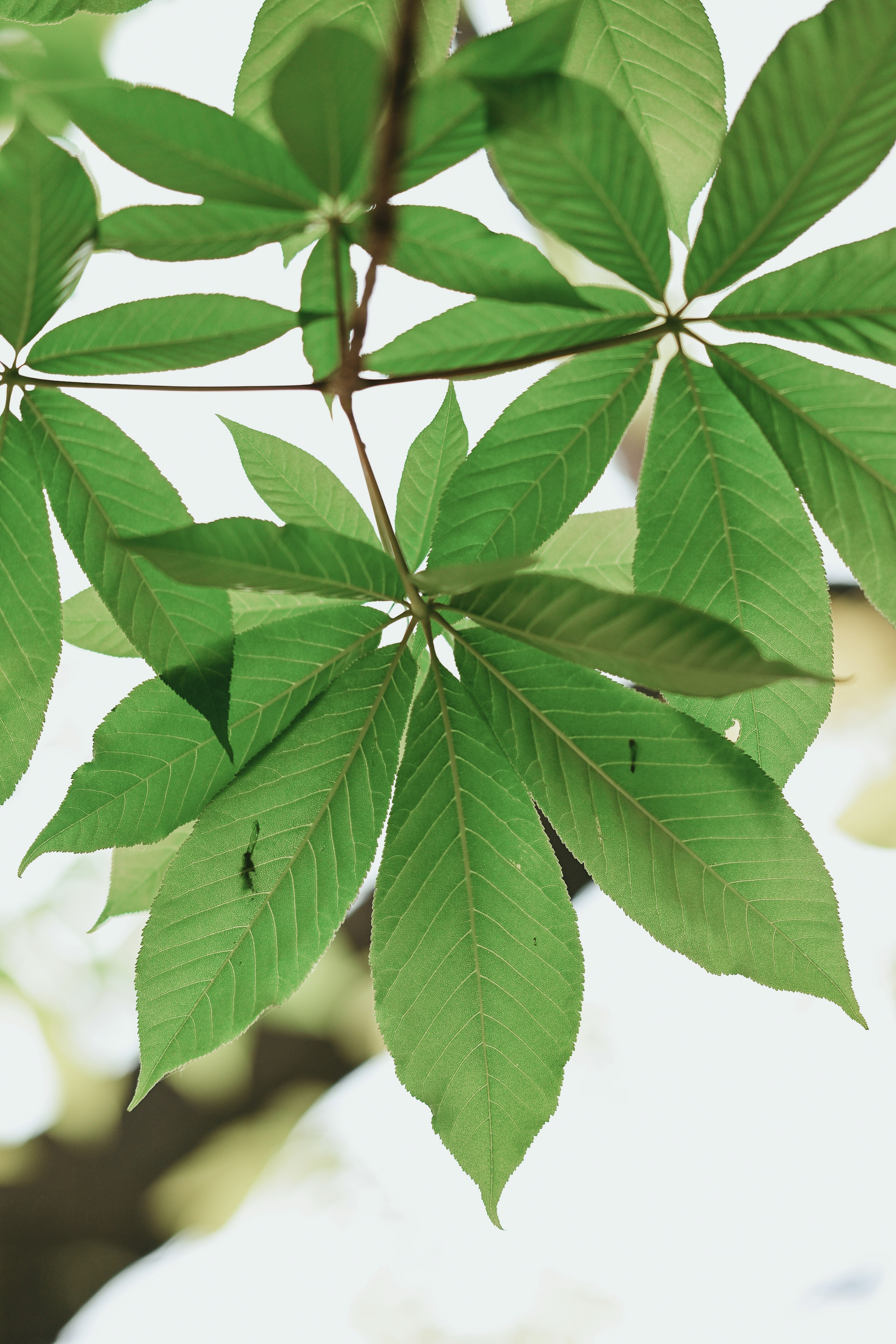 Green Cascade: Branches with Radiant Veins
