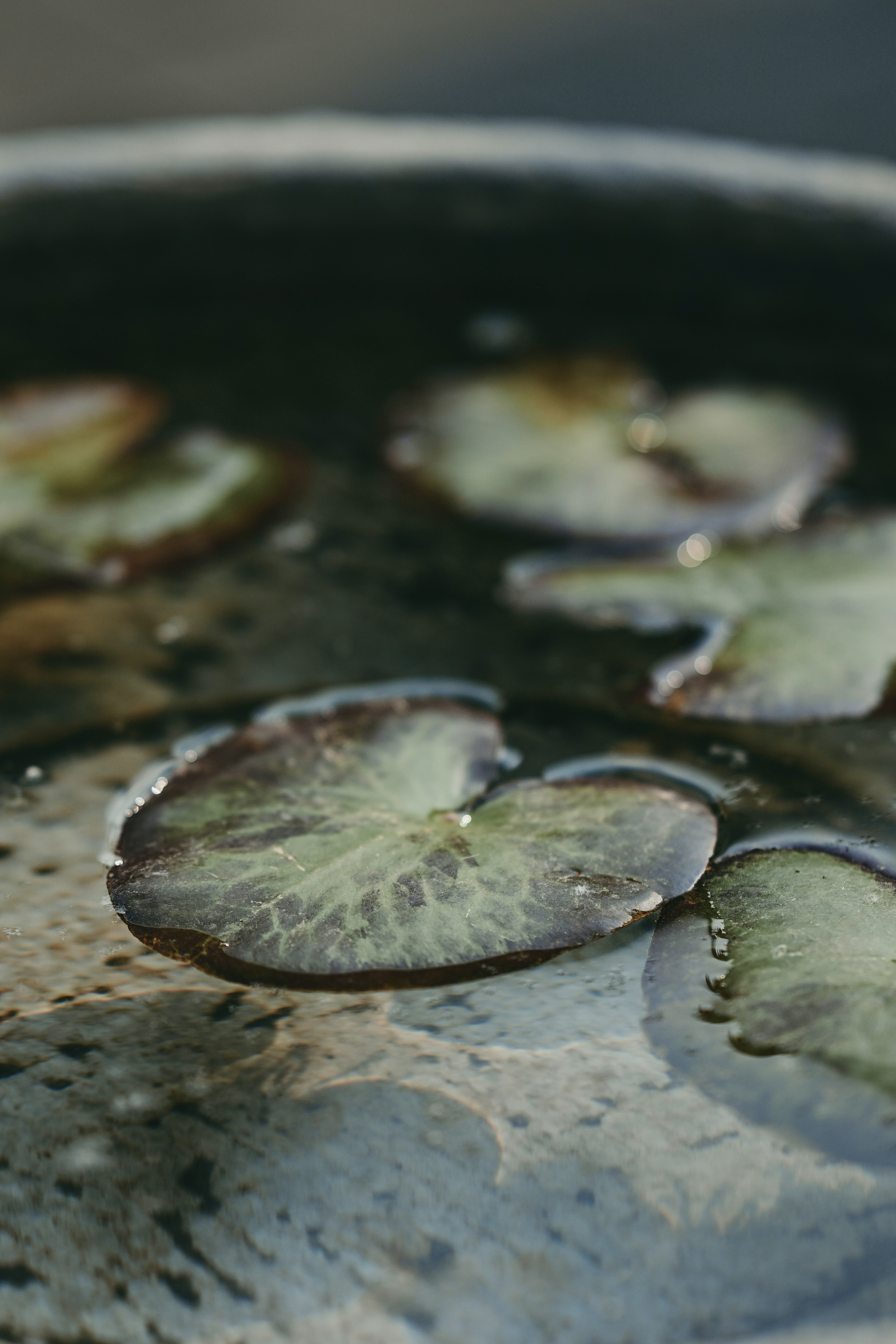 Rippled Lilypad Focus: A Quiet Macro Moment