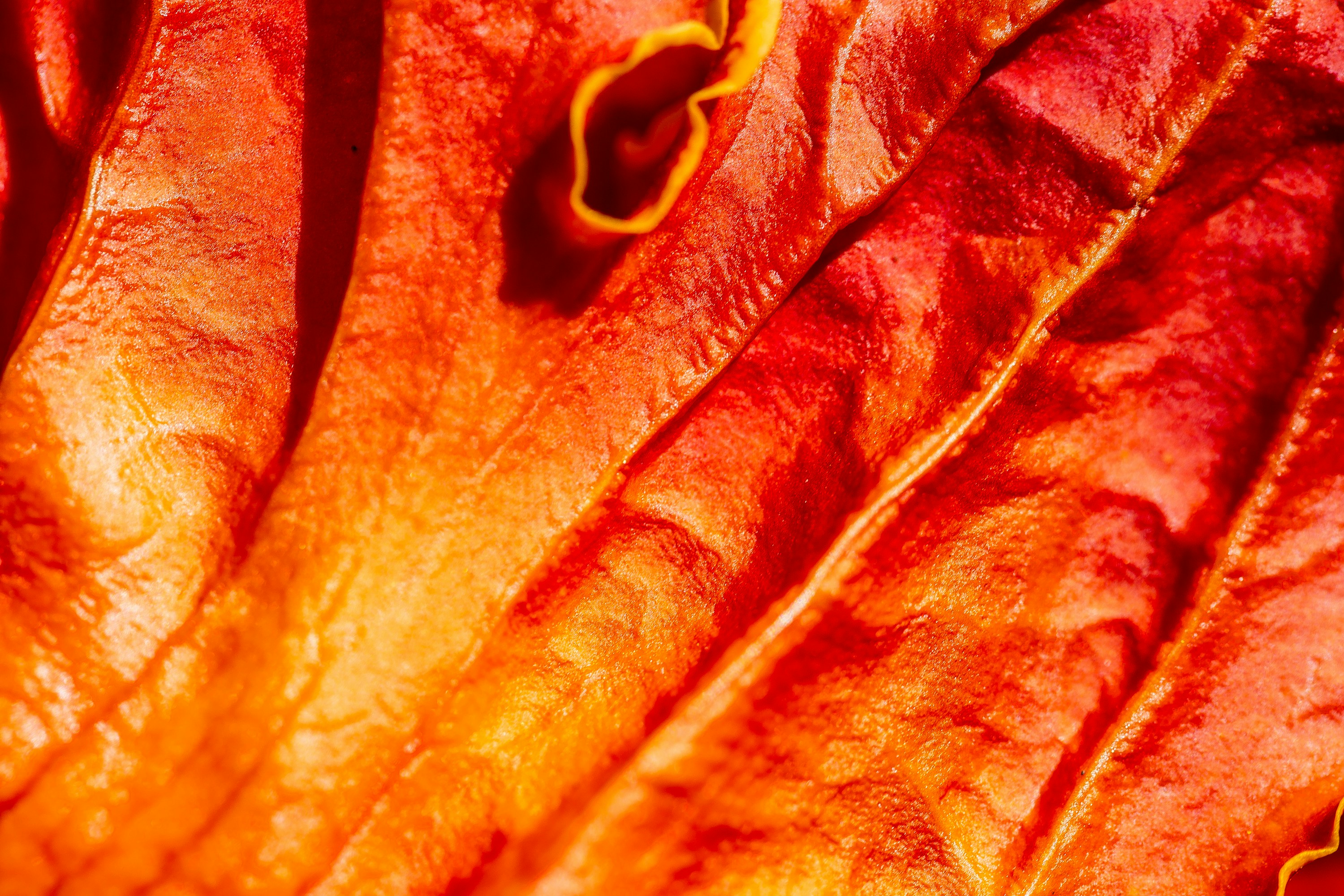 Crimson Veins: a close-up of autumn warmth