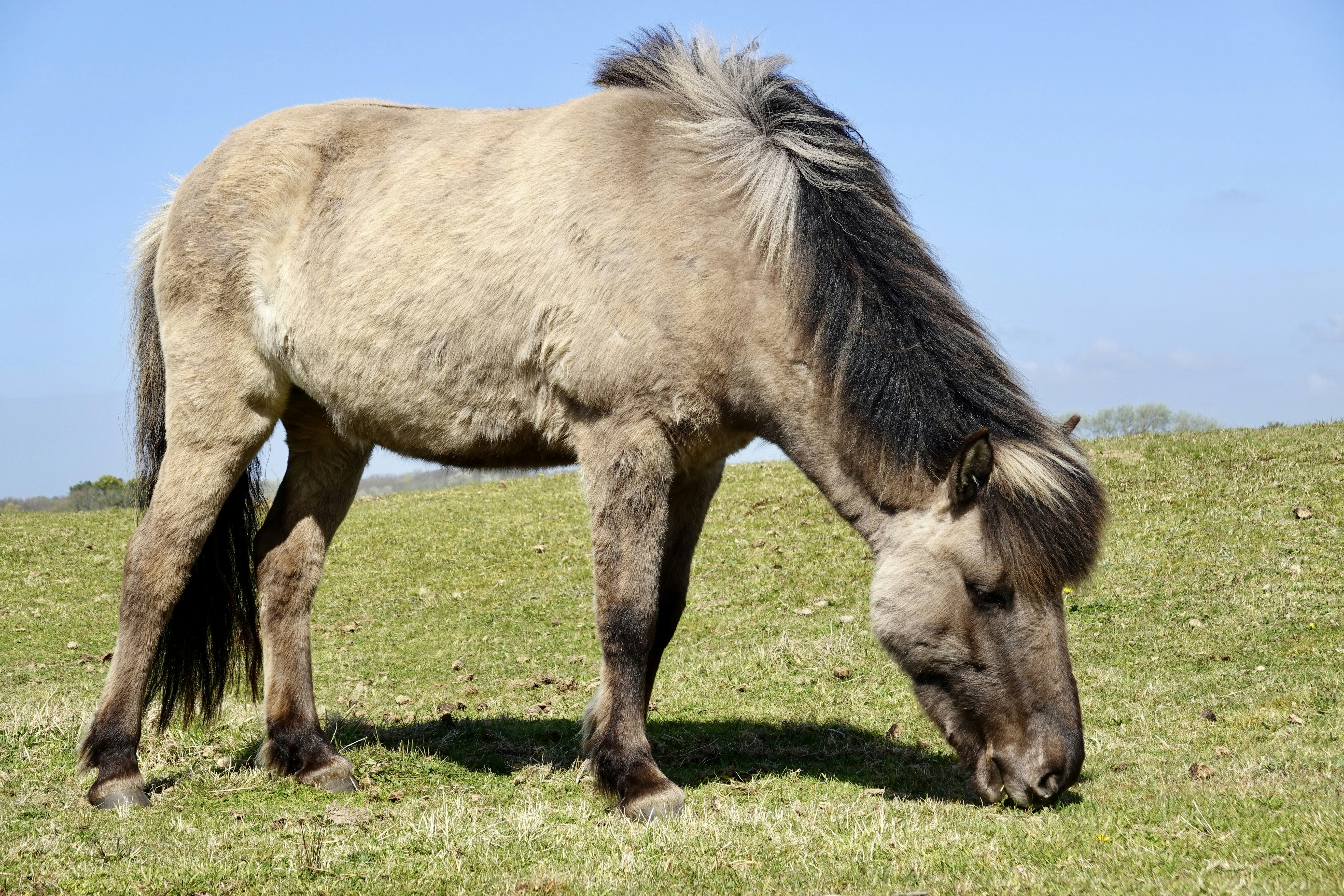 Grazing in Soft Light: A Pony's Quiet Meadow Moment