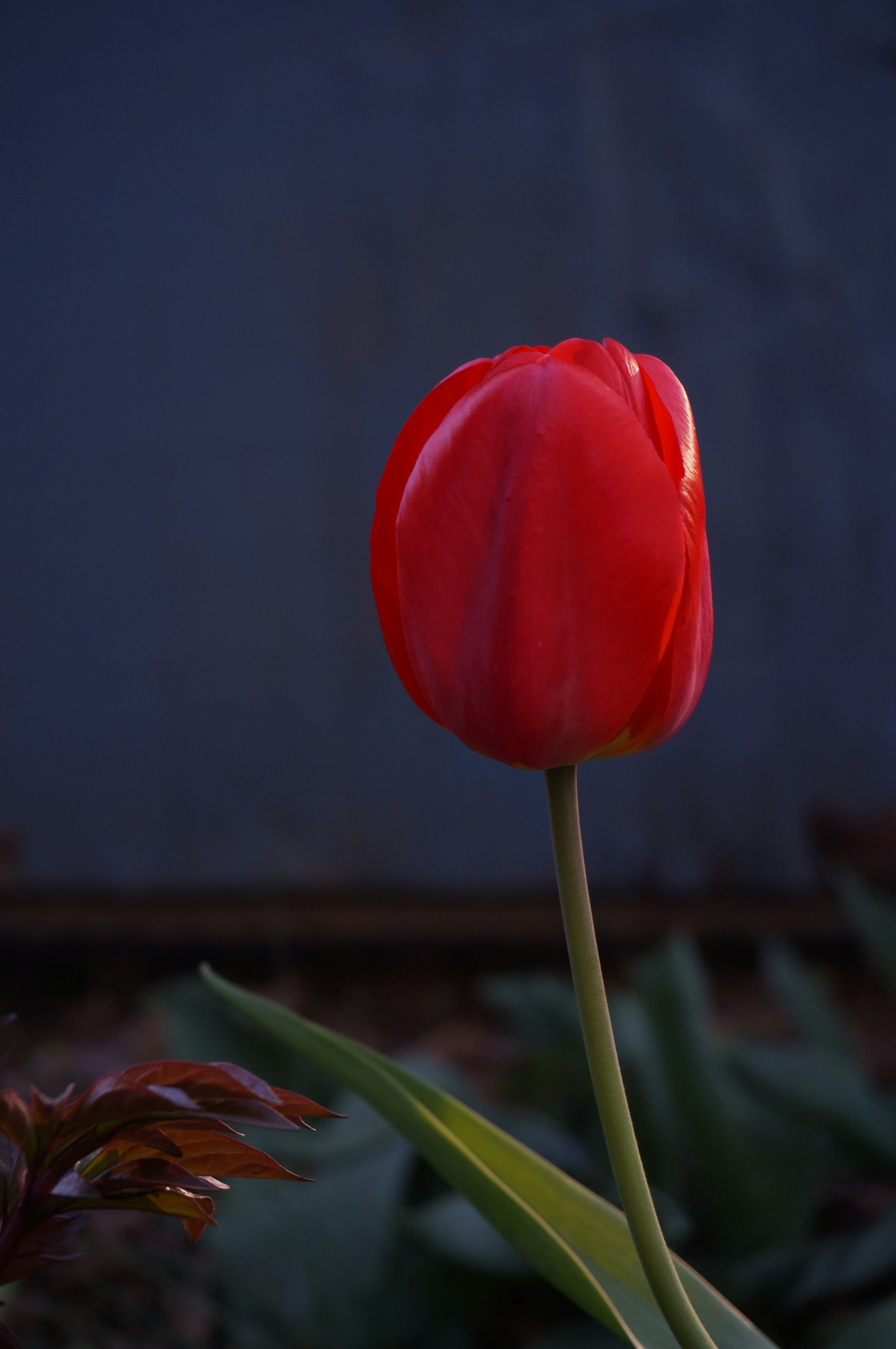 Red Tulip Portrait Against Dusky Garden Wall