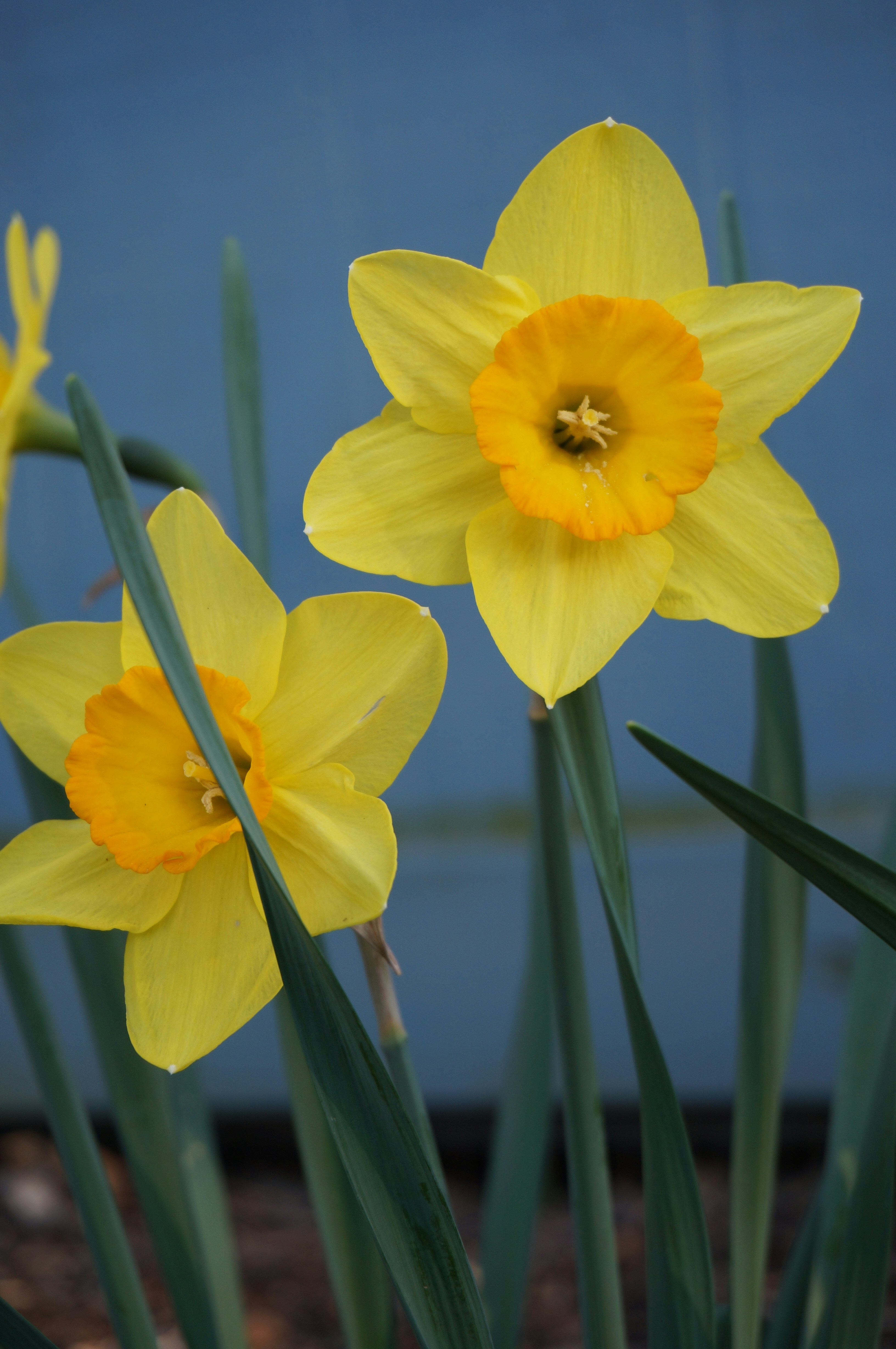 Yellow trumpet blossoms reach toward a blue backdrop