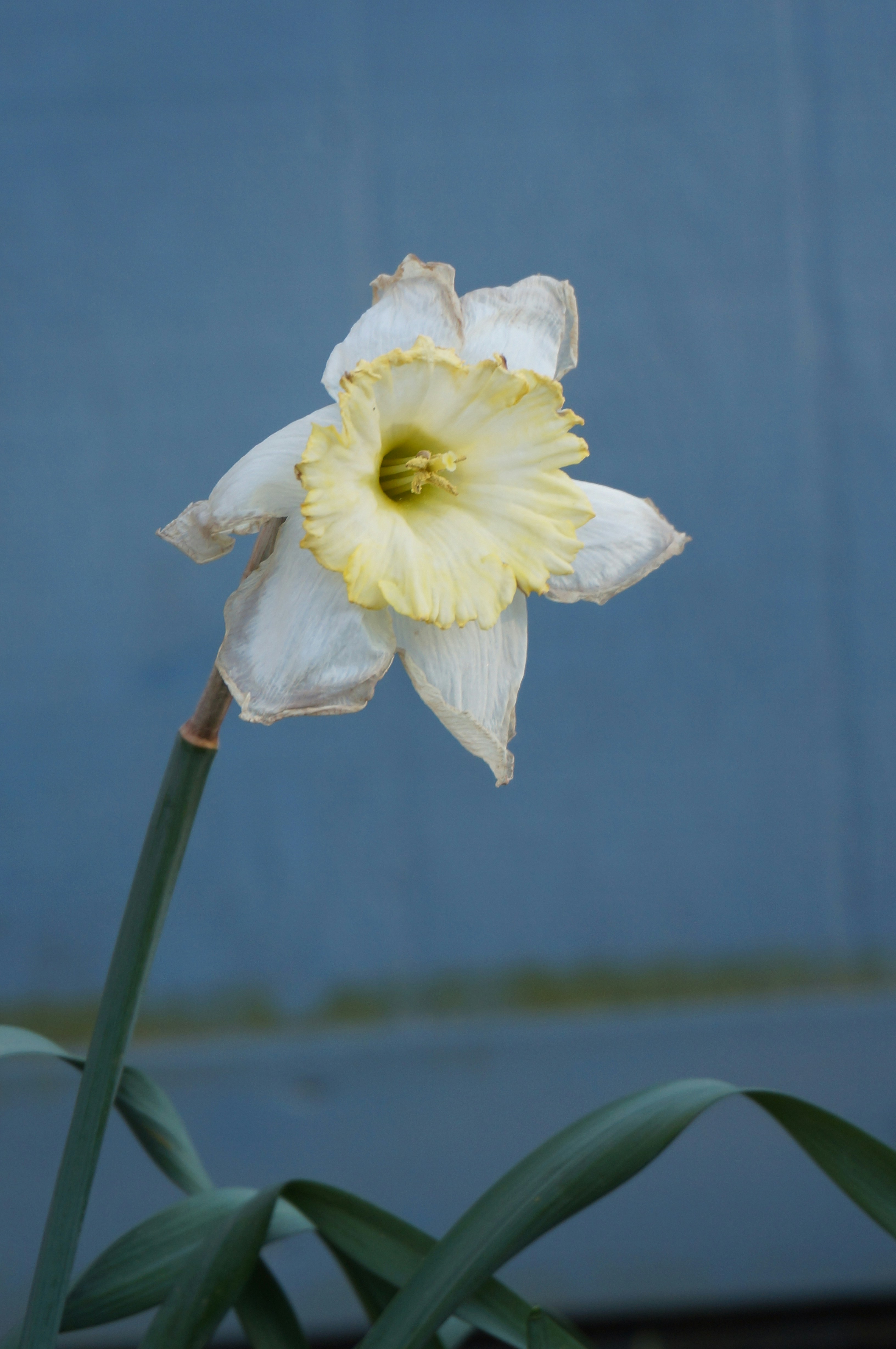 Yellow-centered Narcissus Against a Quiet Blue Backdrop