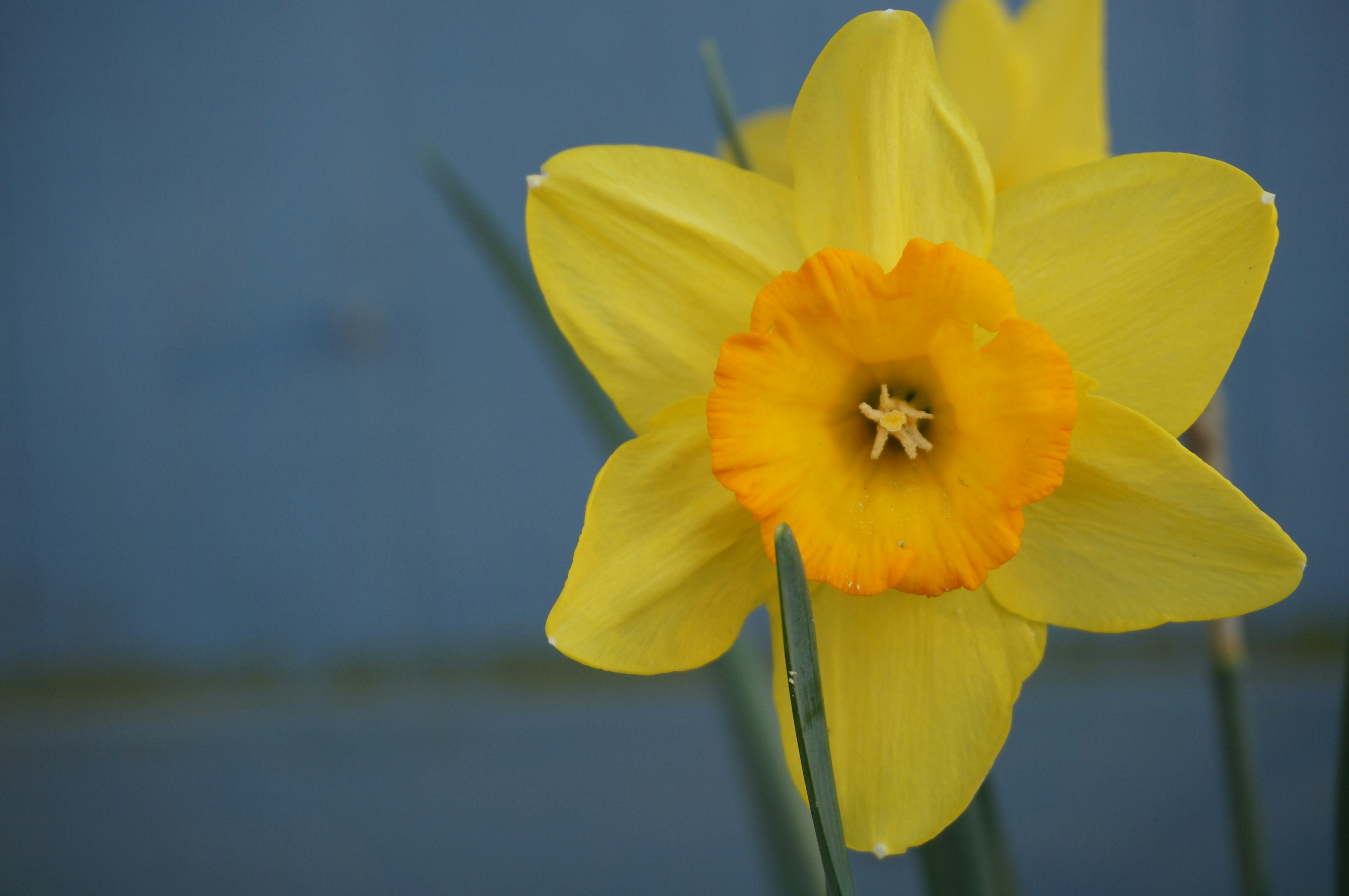 Yellow Crown: A Daffodil Framed Against Quiet Blue