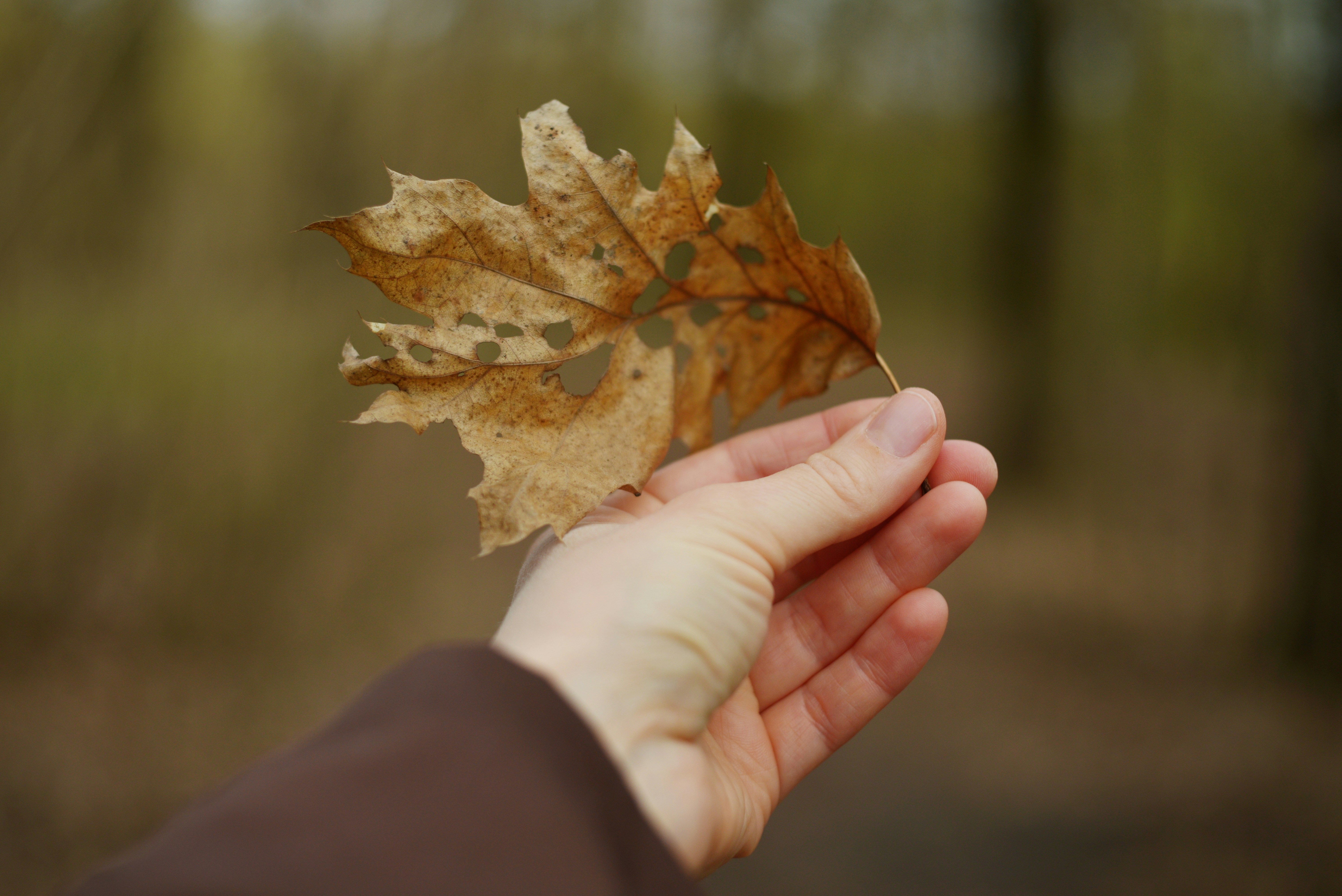 Autumn Leaf Between Gentle Fingers