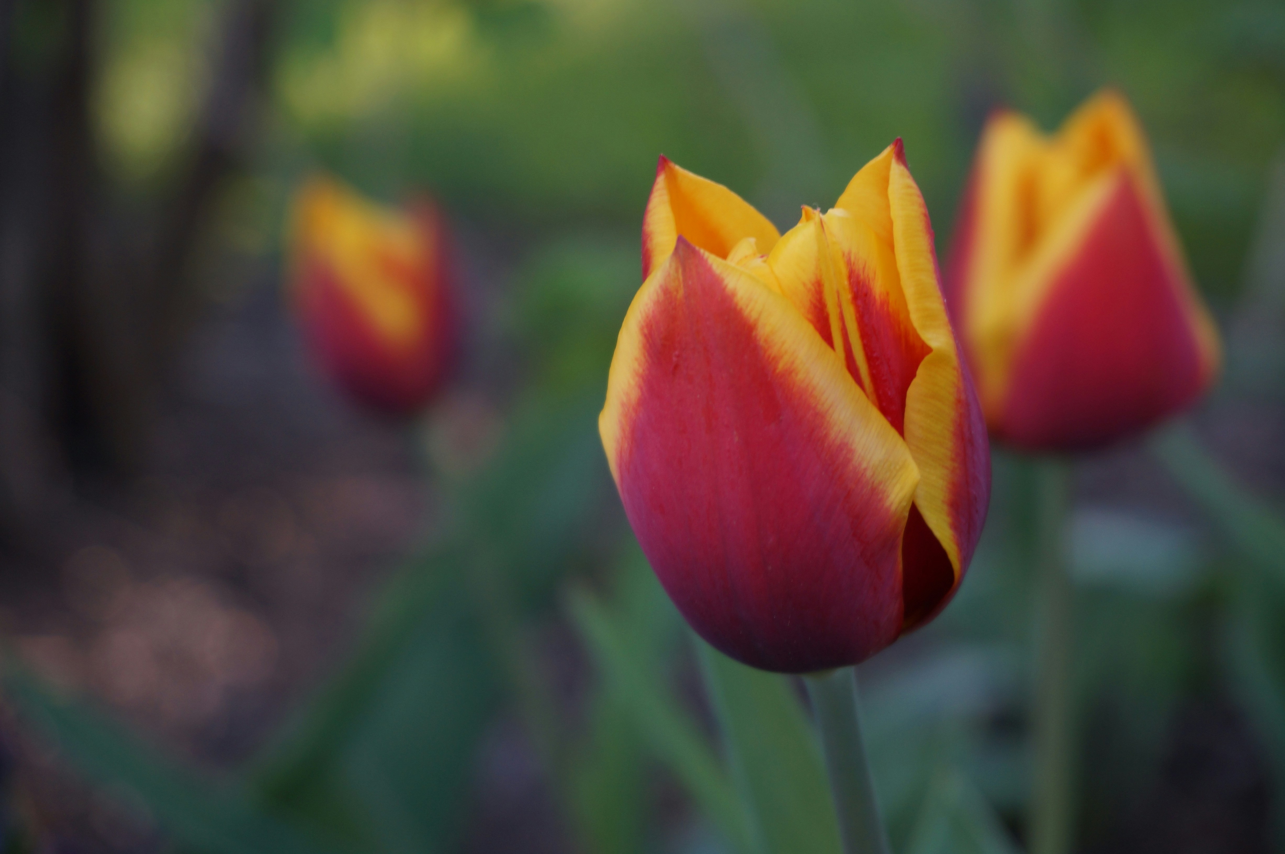 Tulip in Focus: a close-up of a sunlit bloom with soft blurred background