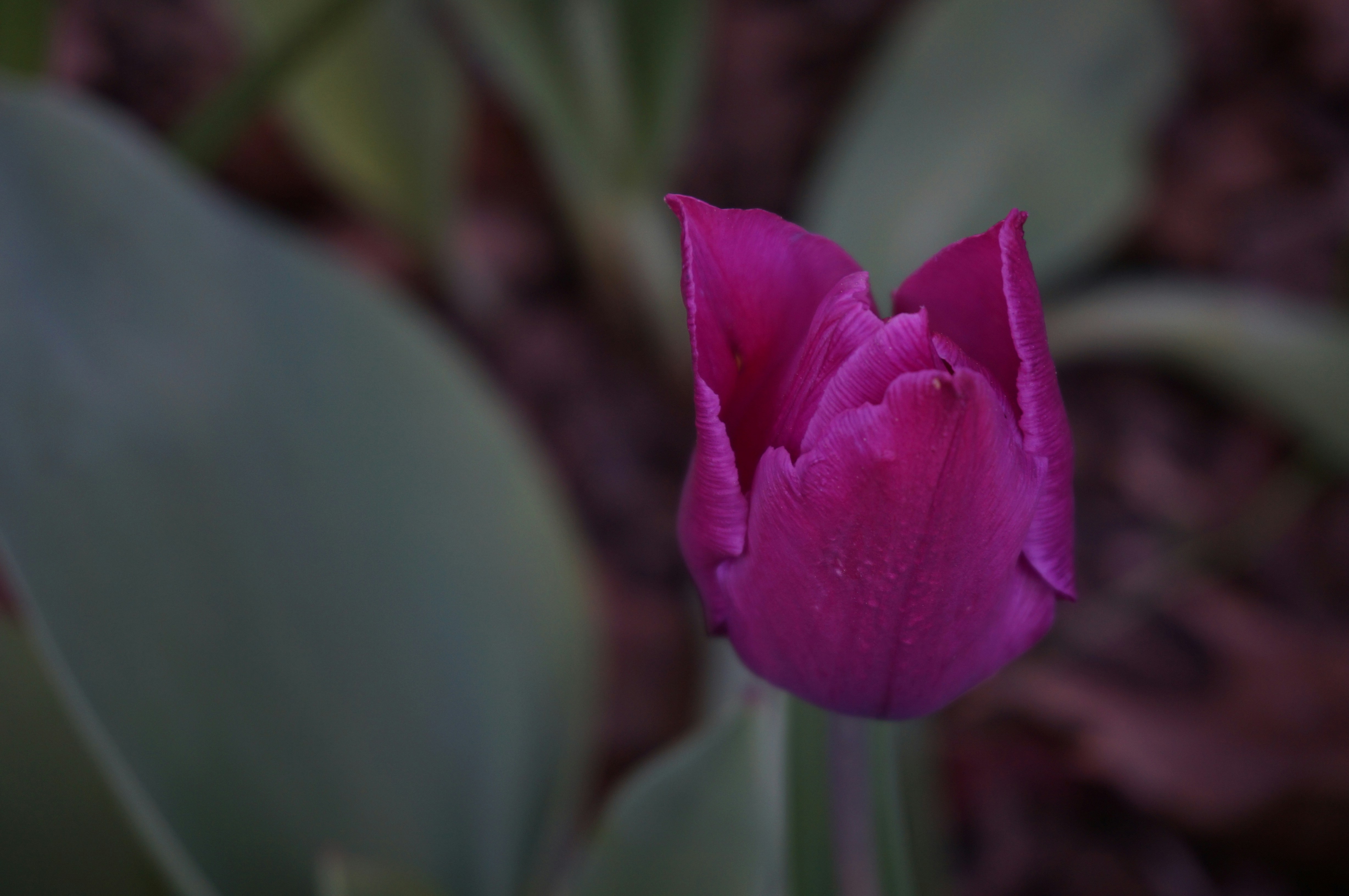 Velvet Bloom: a solitary magenta tulip Carved in soft evening shadow