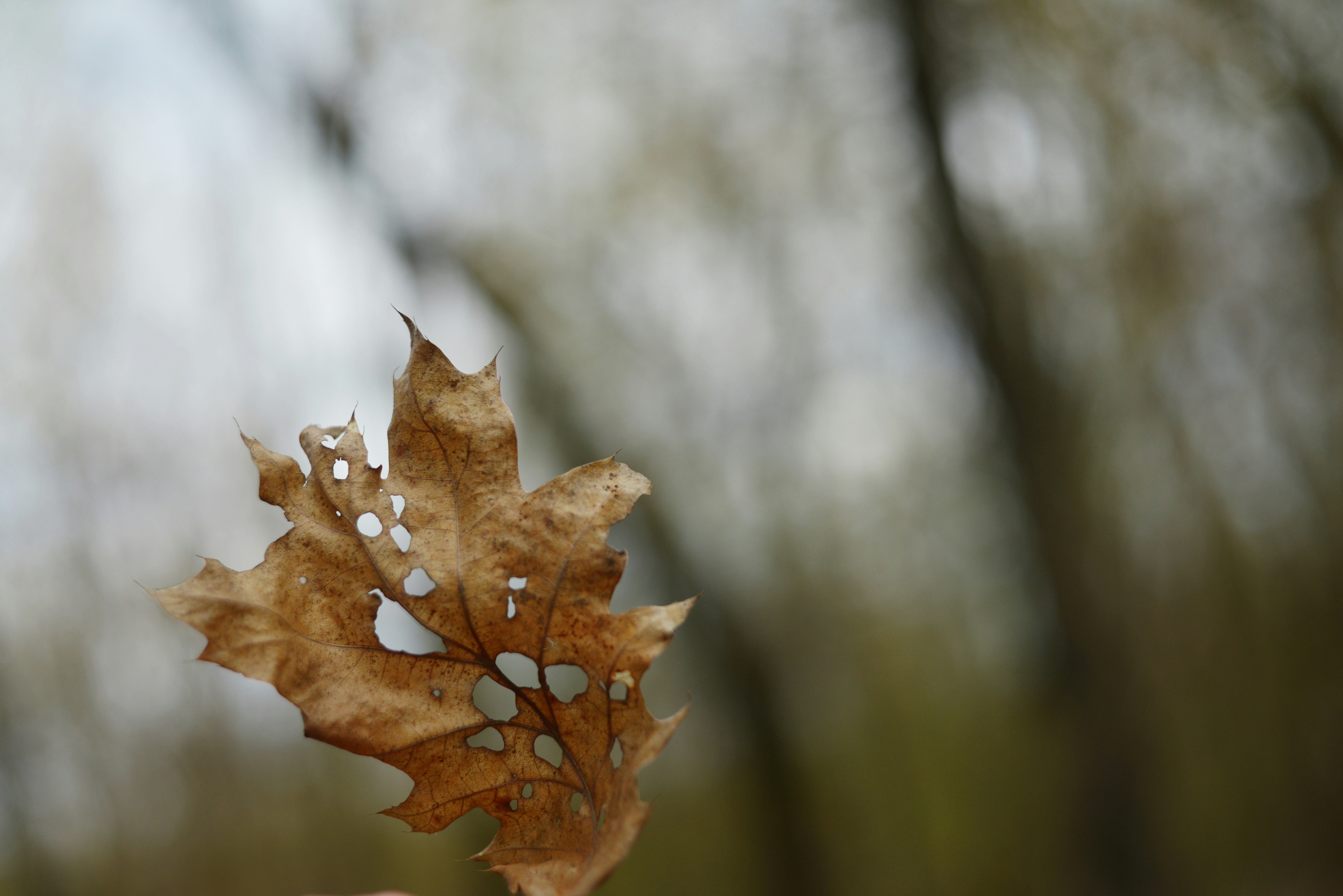 Open Maple Leaf in Focus, Quiet Forest Blur