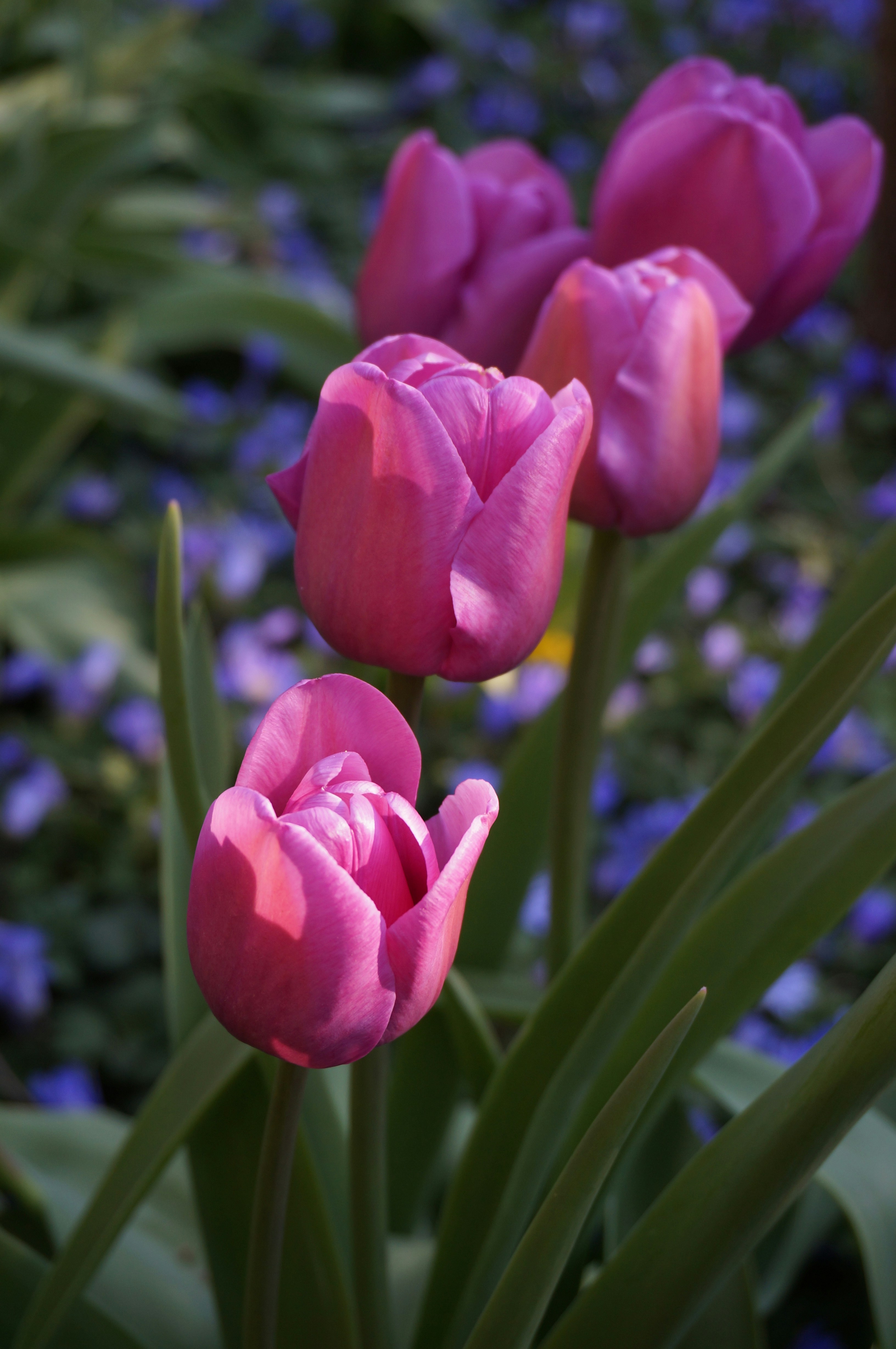 Pink tulips emerge from a sea of blue blooms