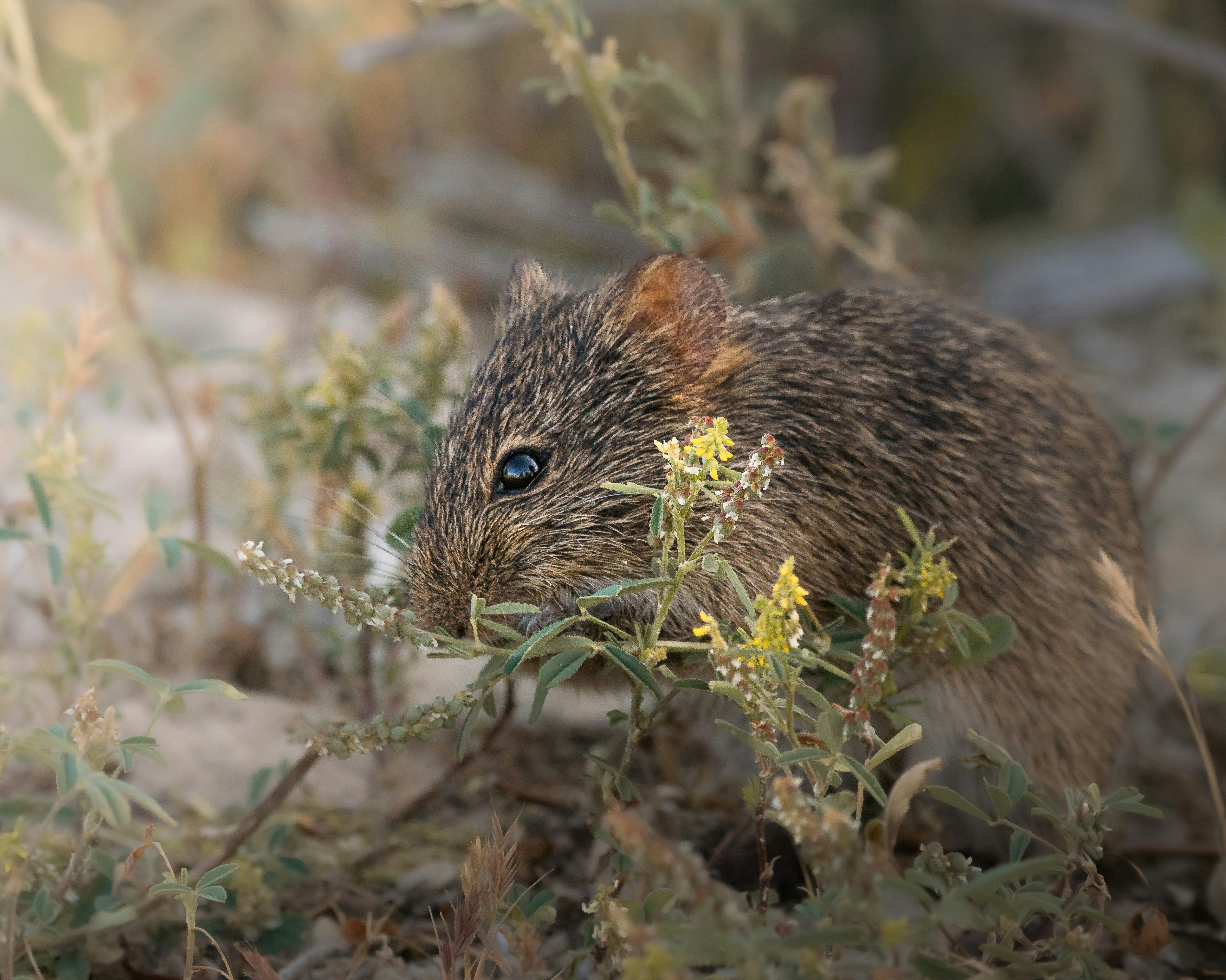 Whiskered Stalker in Dry Meadow