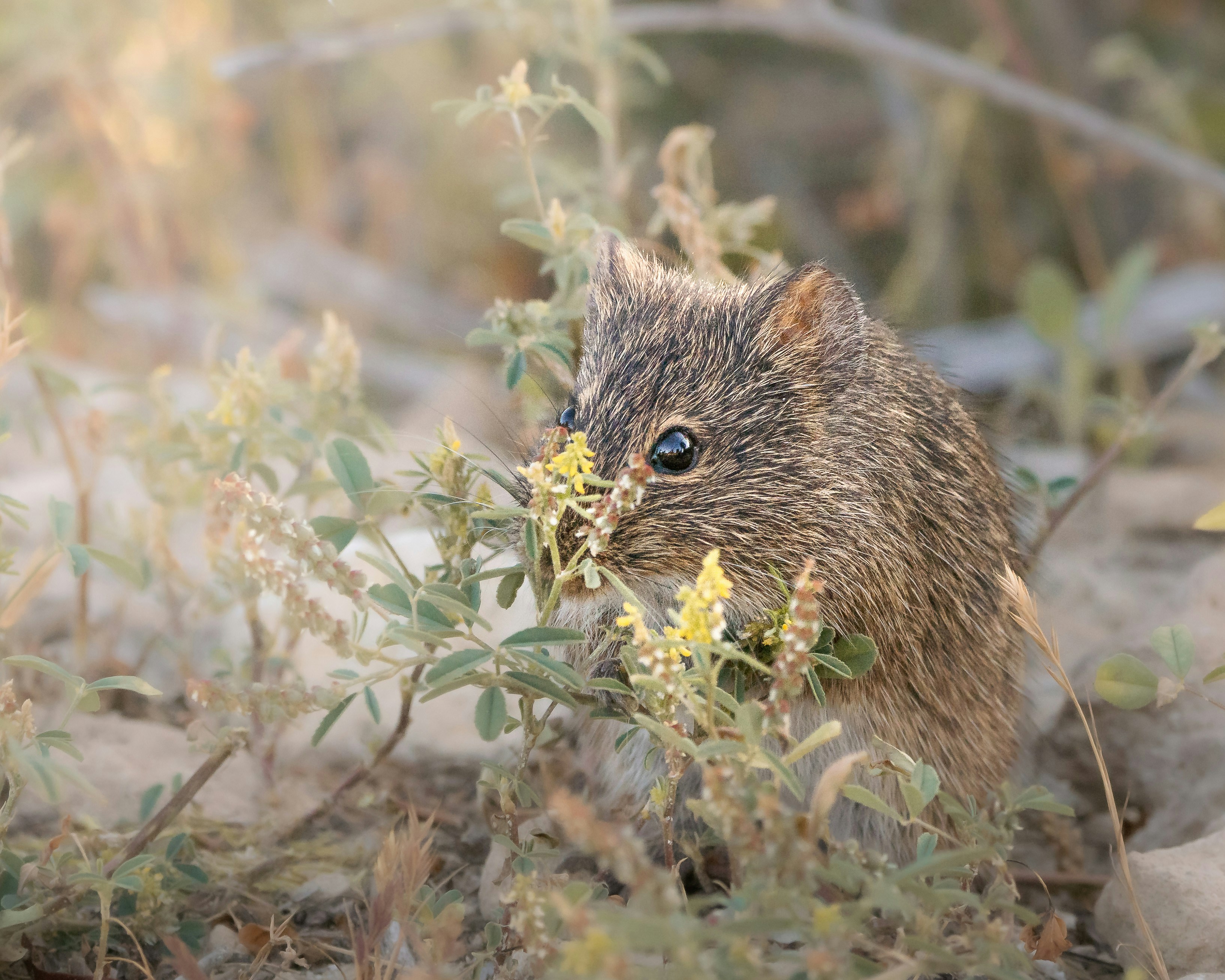 Hidden Meadow Rodent: A Quiet Encounter Among Yellow Blooms