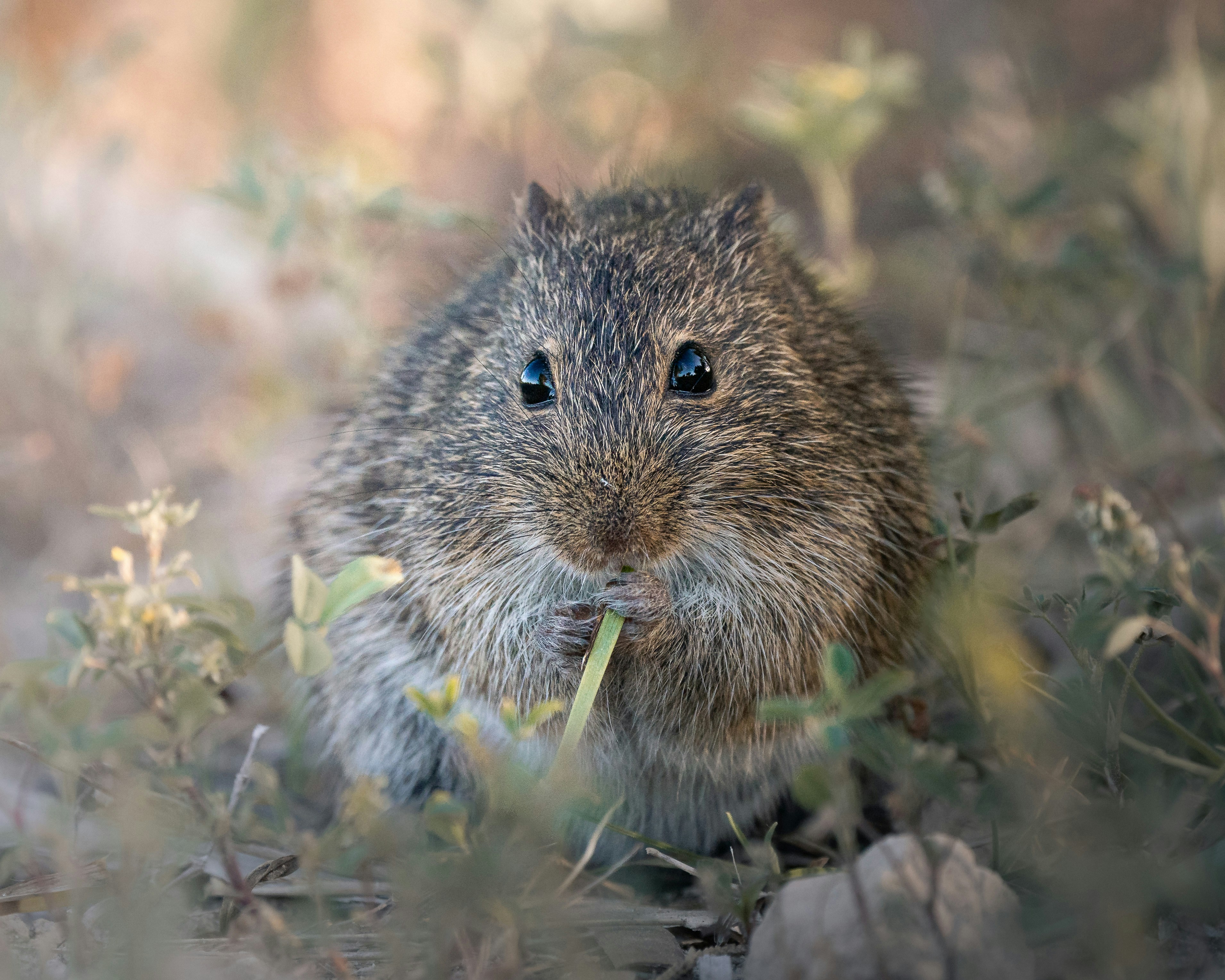 Curious Field Rodent: A close-up of a small gopher-like mammal amid autumnal foliage