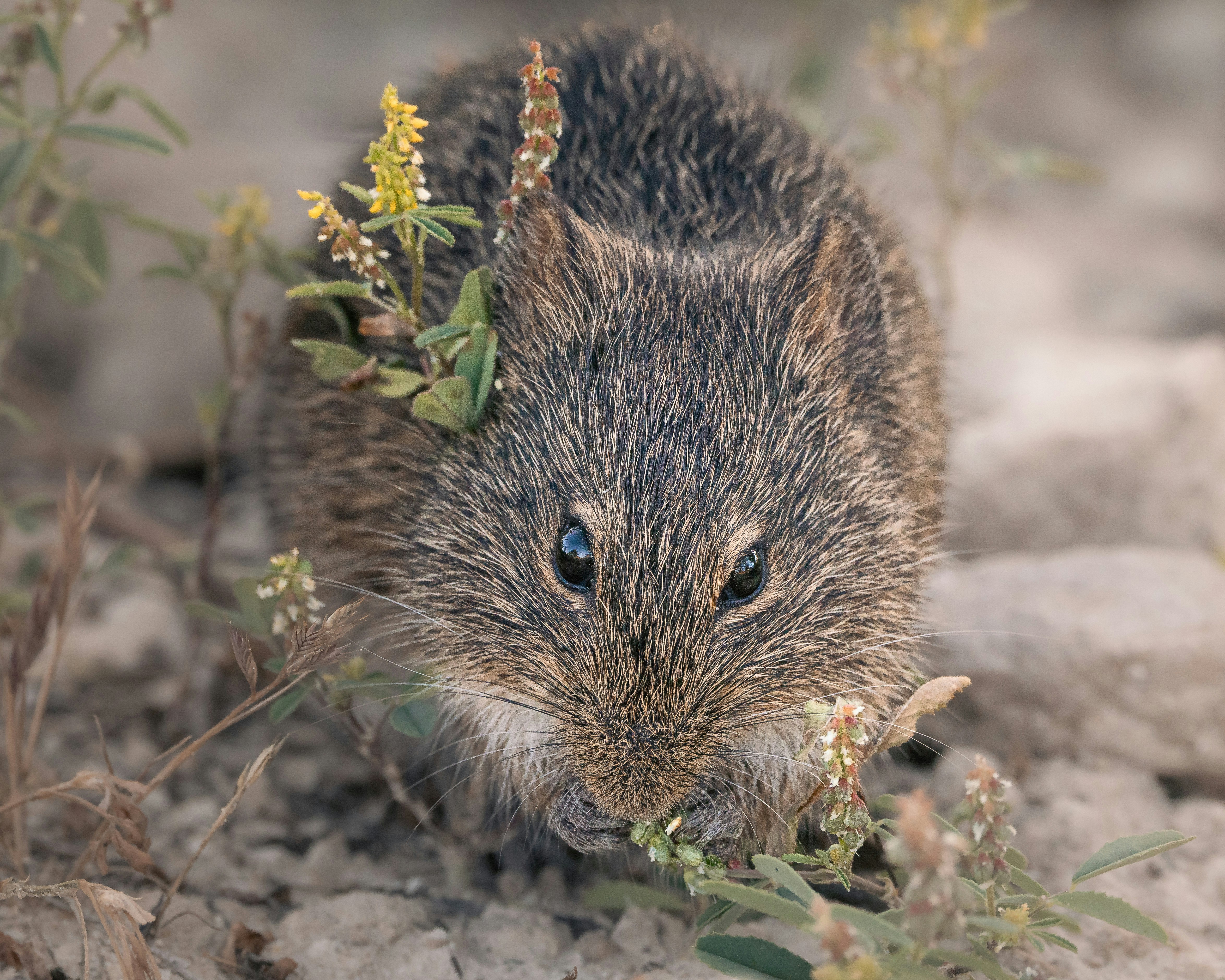 Ground-Level Glimpse: A Ground-Dwelling Rodent Stares Quietly