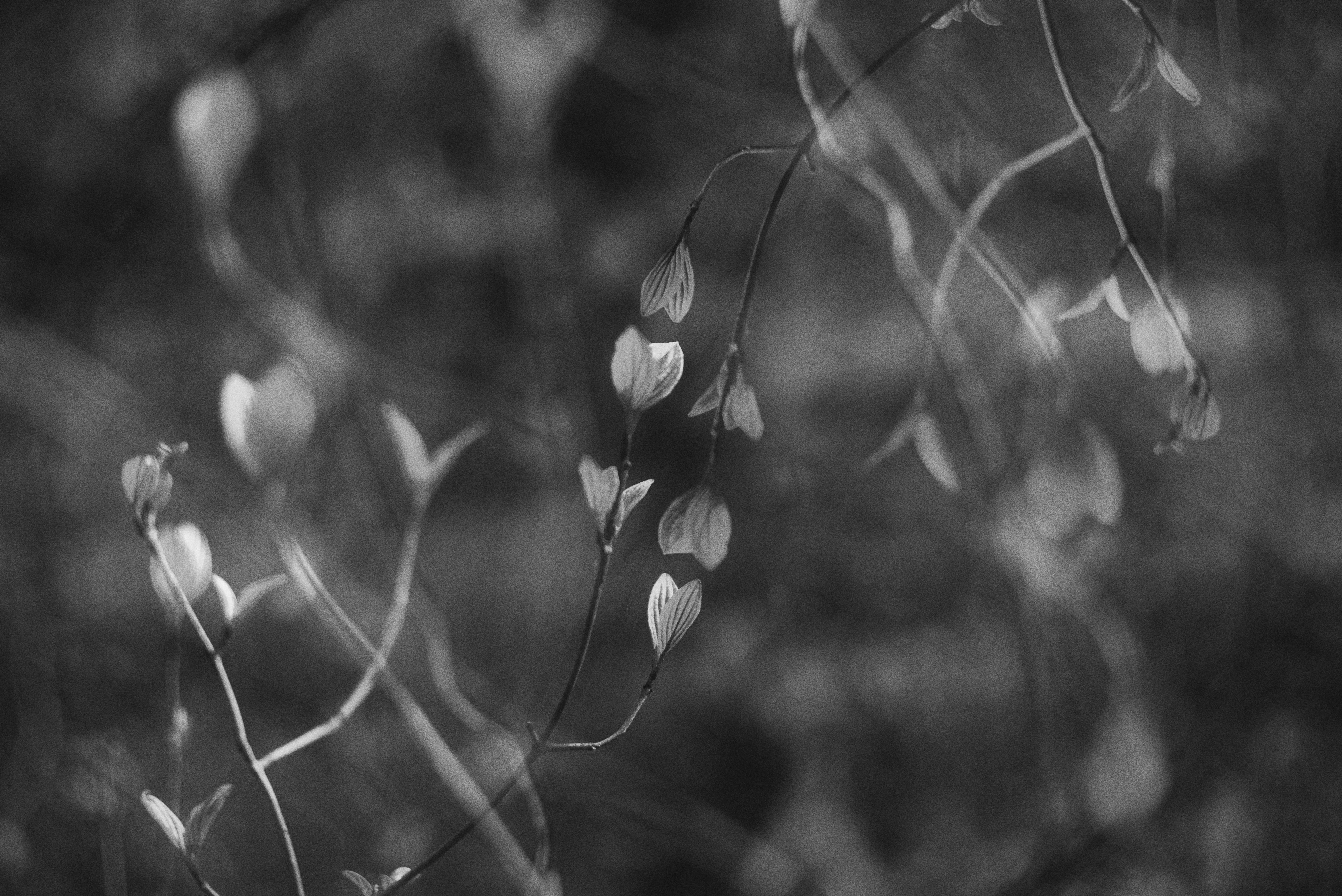 Whispers of Vines in Quiet Monochrome
