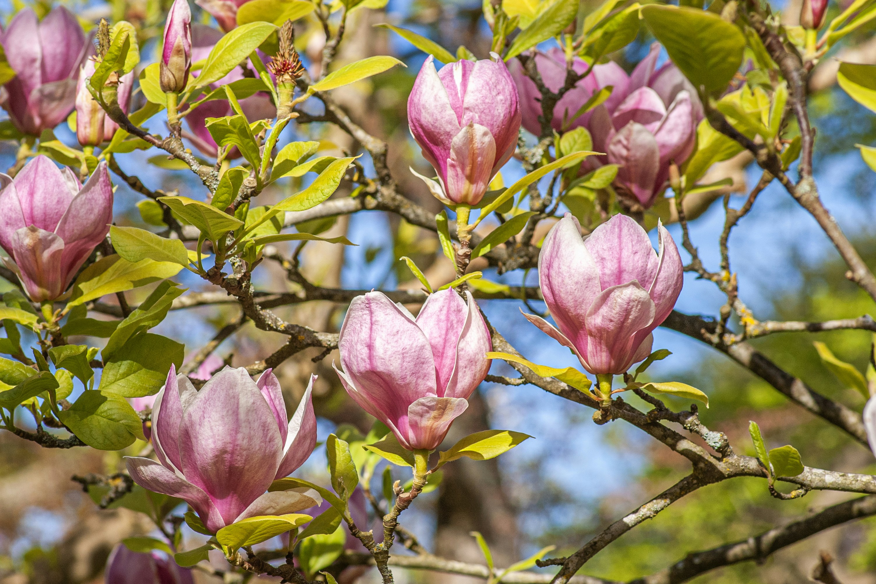 Pink Magnolia Crescendo: blossoms in bright spring sun