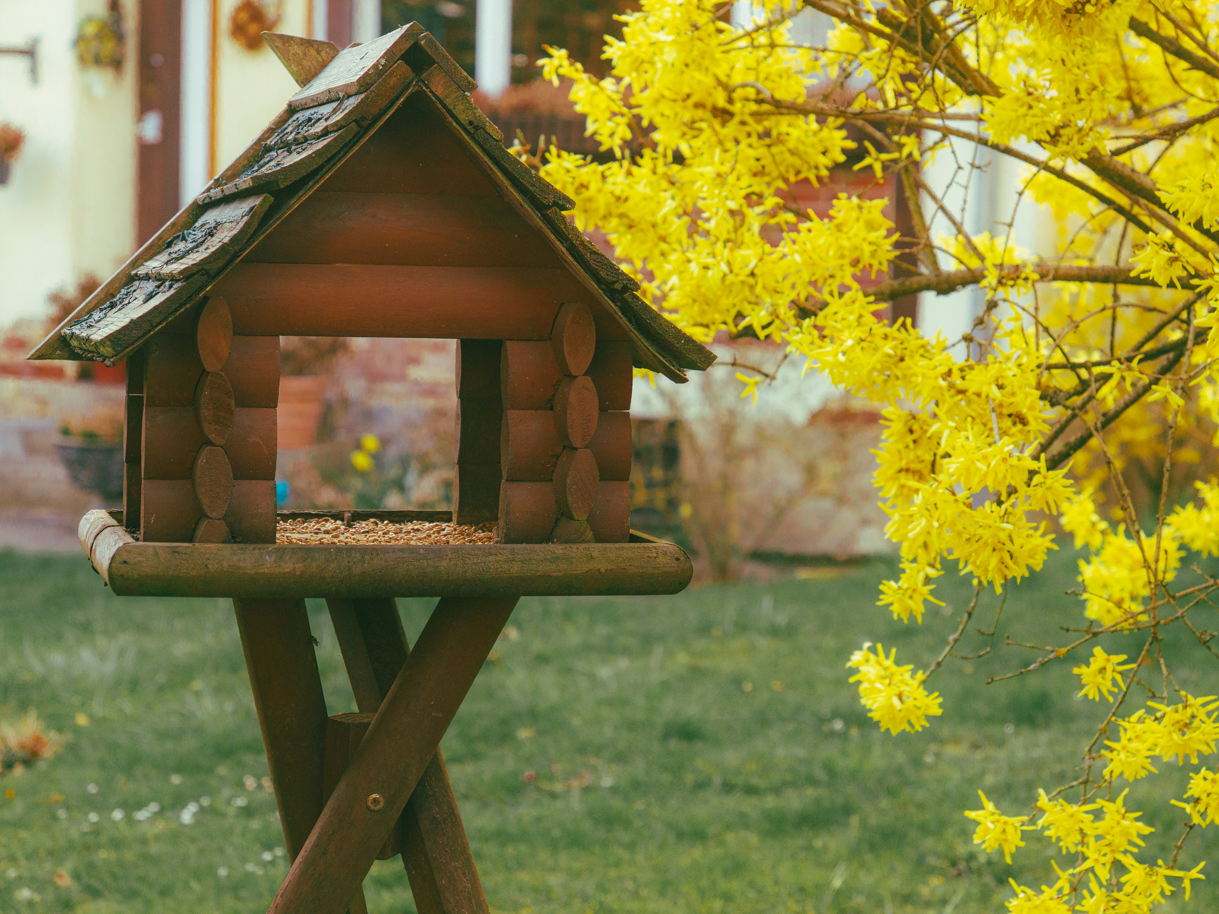 Yellow Blossoms Framing a Rustic Birdhouse