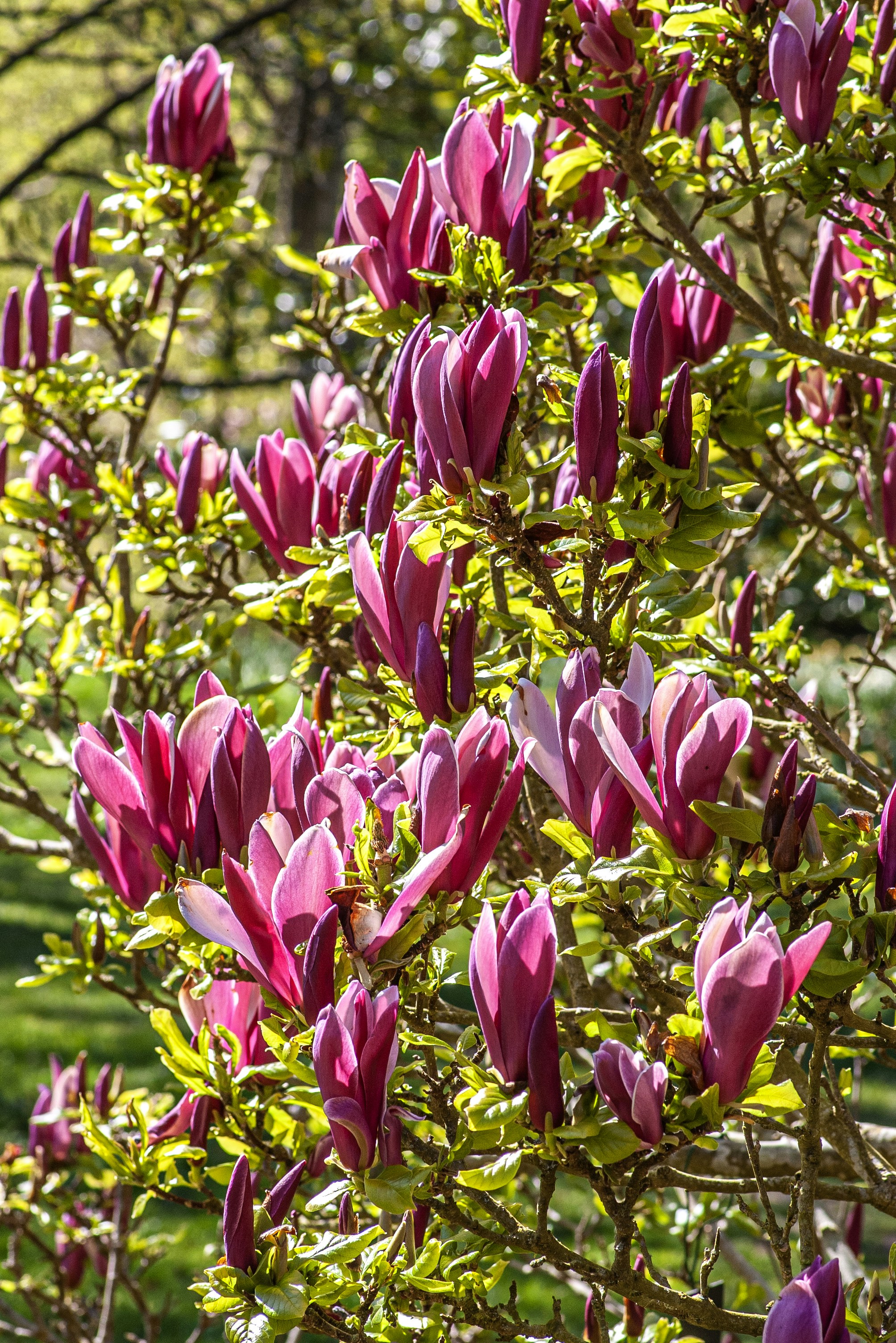 Crimson Buds in Spring Light
