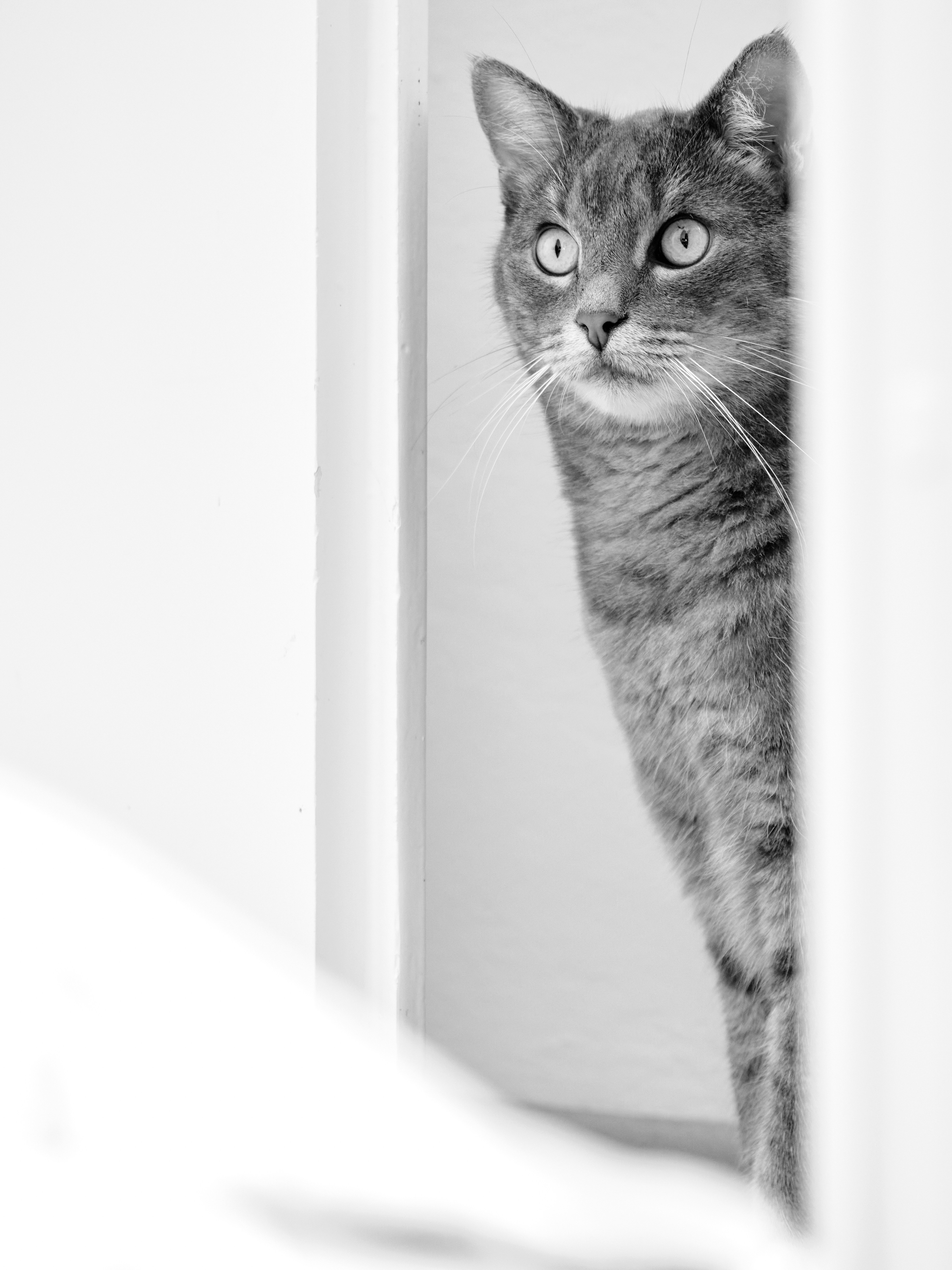 Curious Cat Peeking Through a Narrow Gap