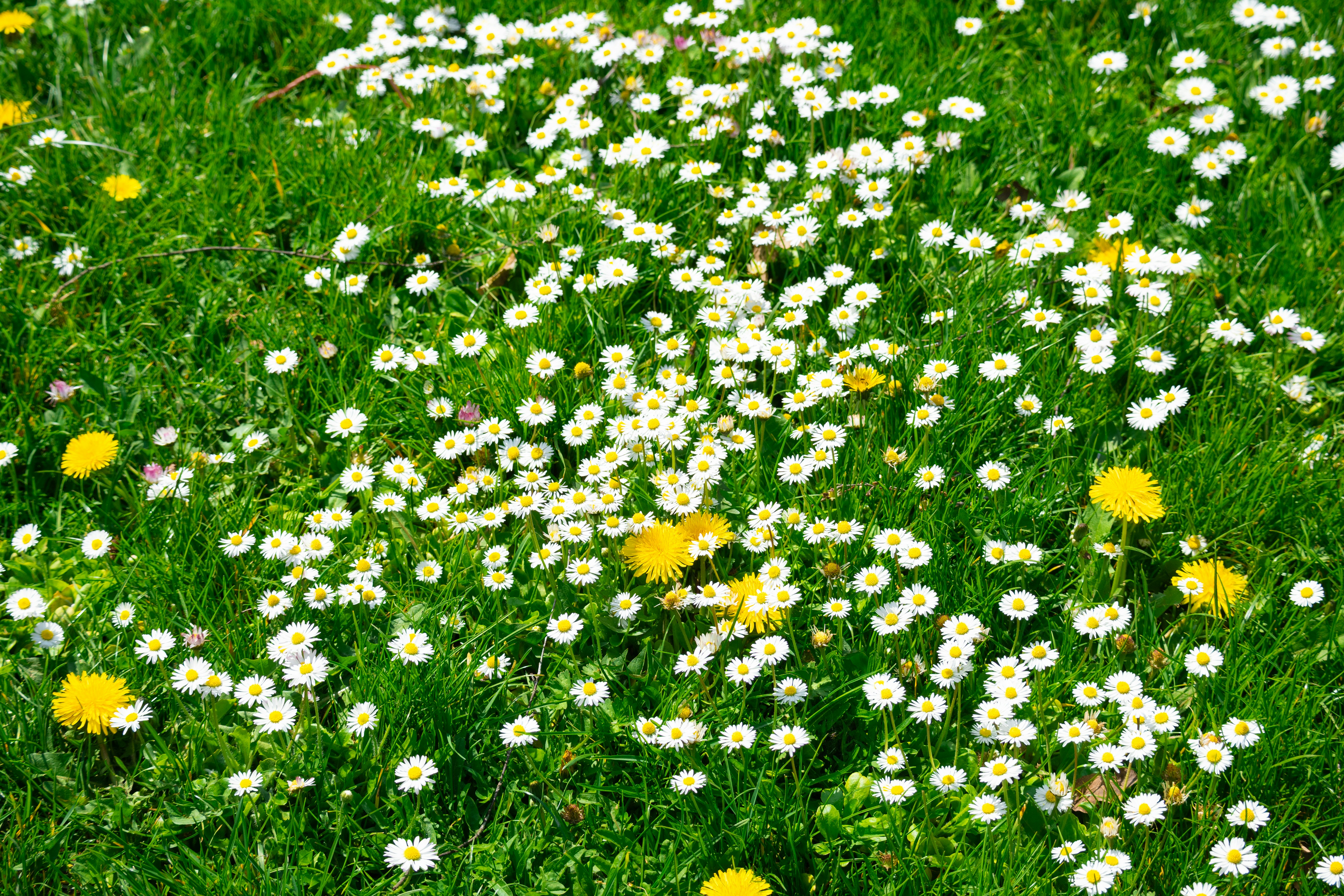 Field of White Daisies with Golden Blazes