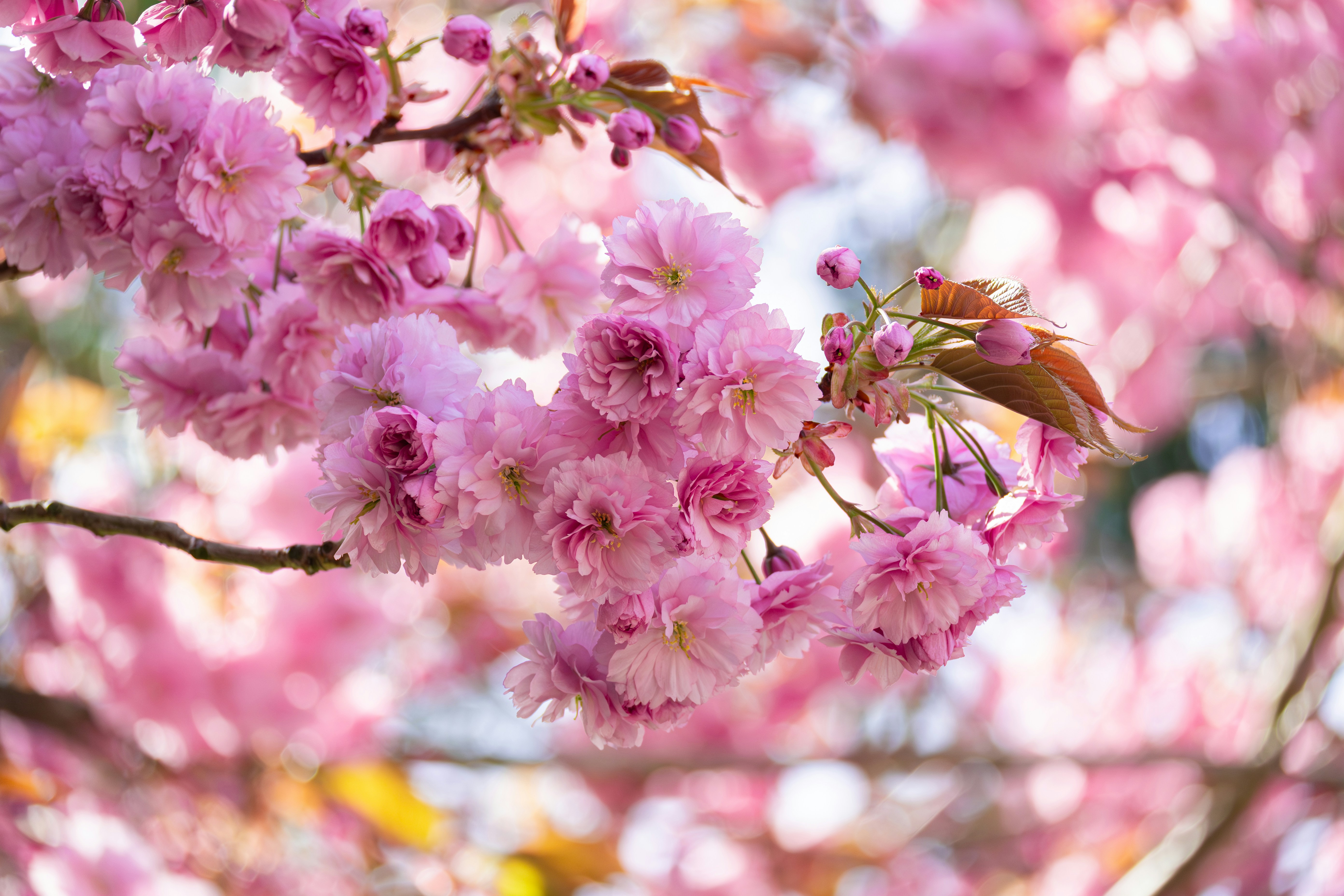 Petals in Focus: A Blooming Fragrance of Spring
