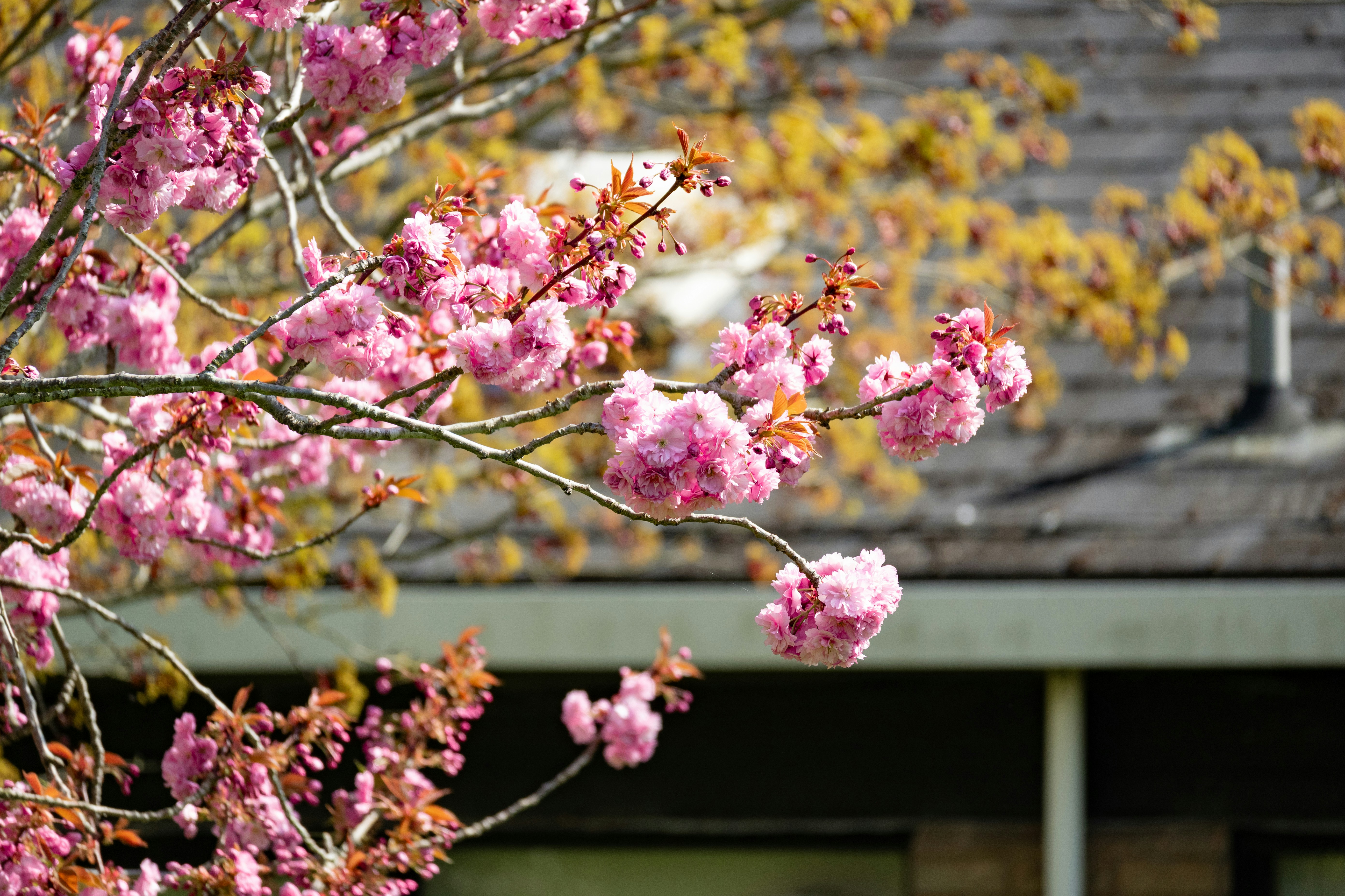 Blossoms in Focus: Pink Crown Across a Quiet Urban Façade