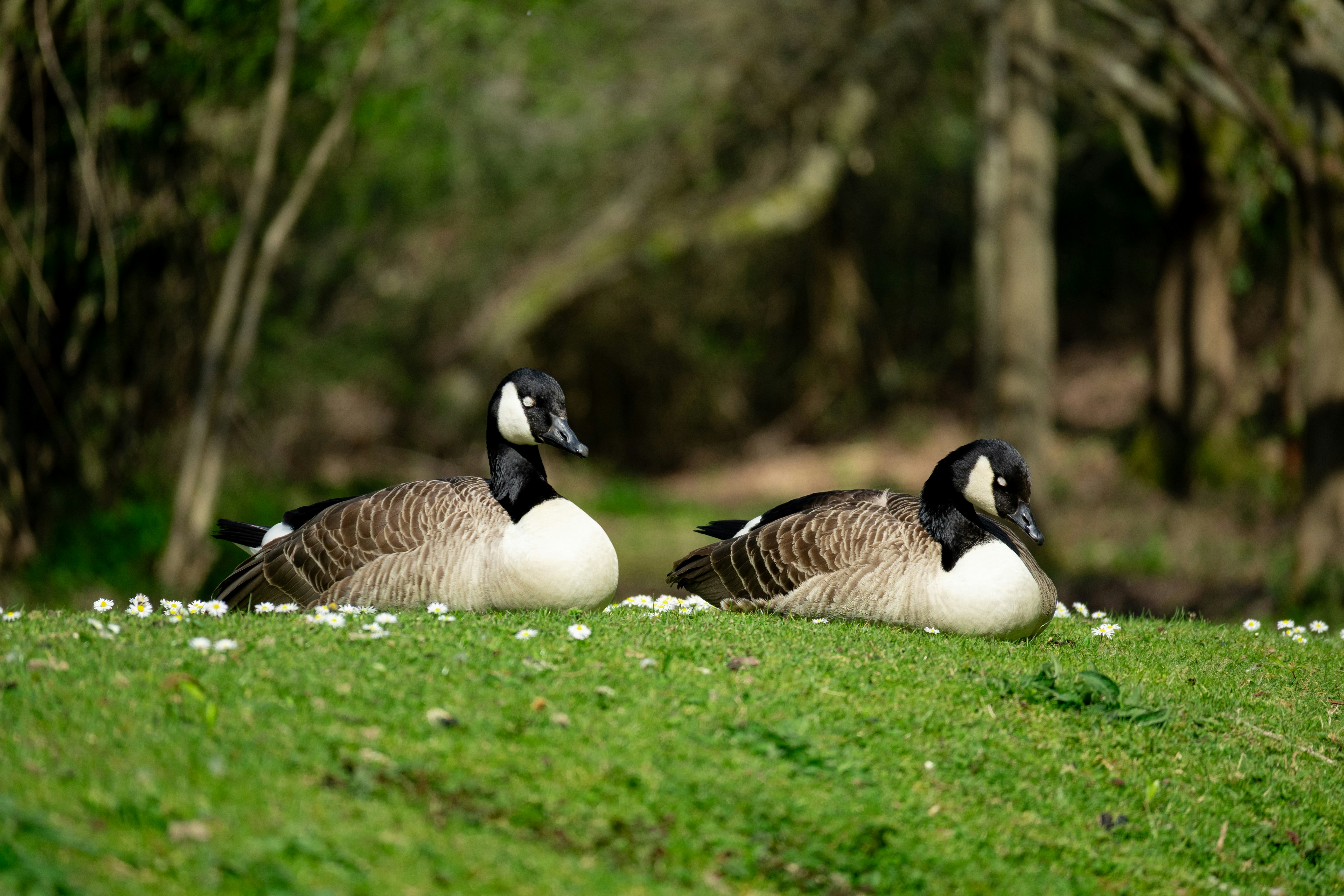 Two resting Canada Geese on a sunlit grassy bank
