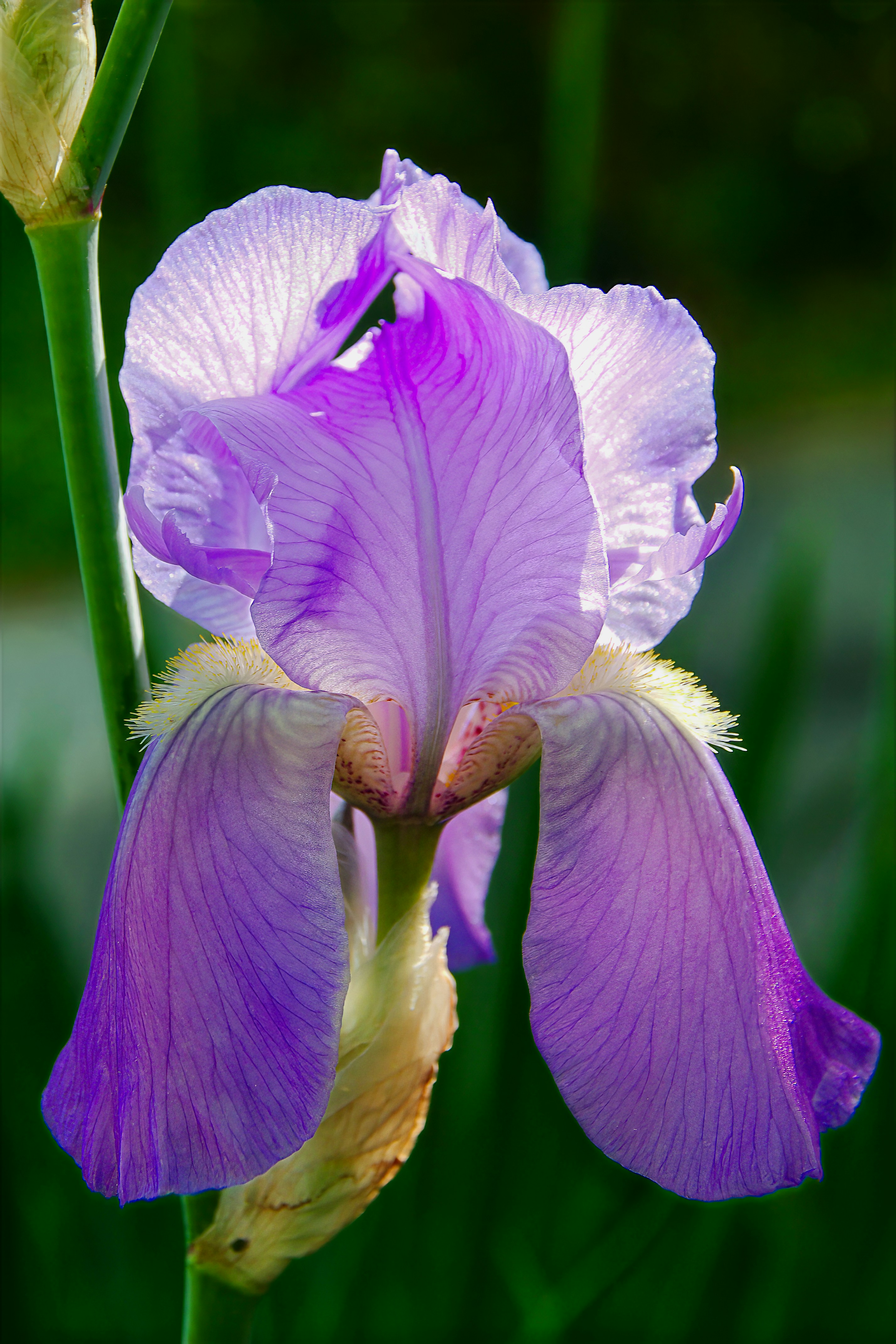 Purple Iris Burst: Center Stage in Morning Light