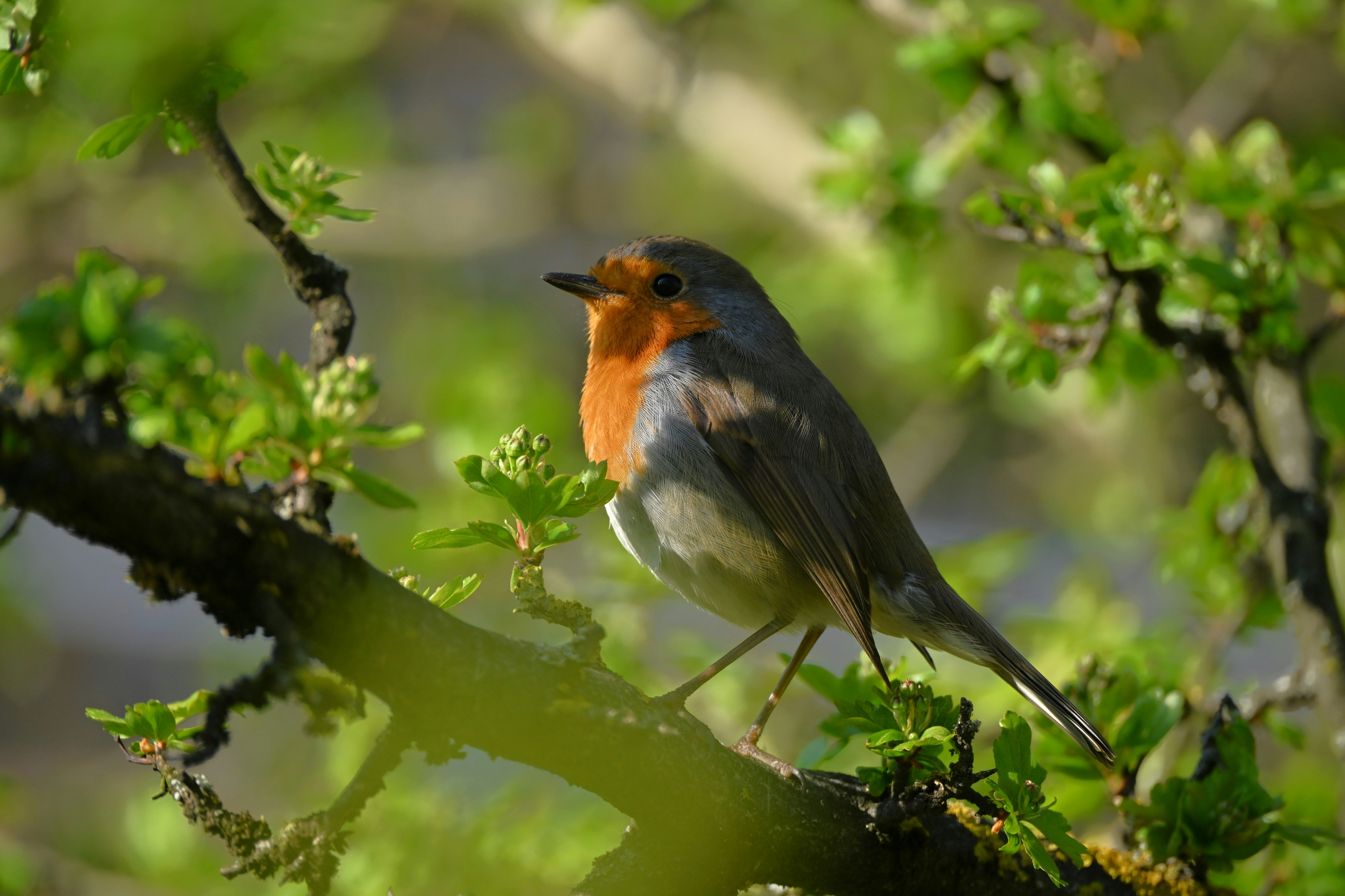 Spring Robin on a Lichen-Bed Branch