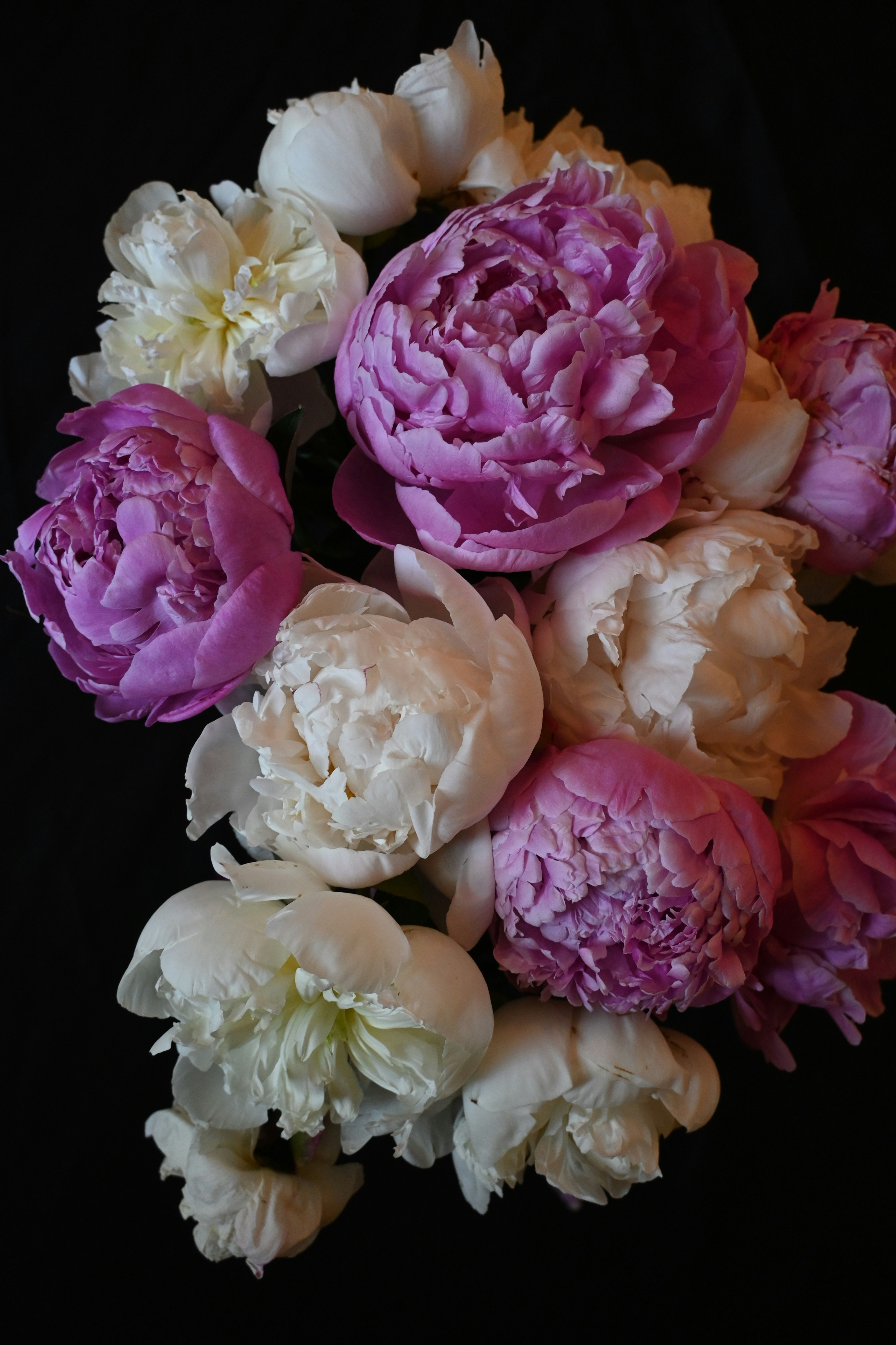 Petal Mosaic: A Bouquet of Pink and Ivory Peonies Resting Against Midnight Backdrop