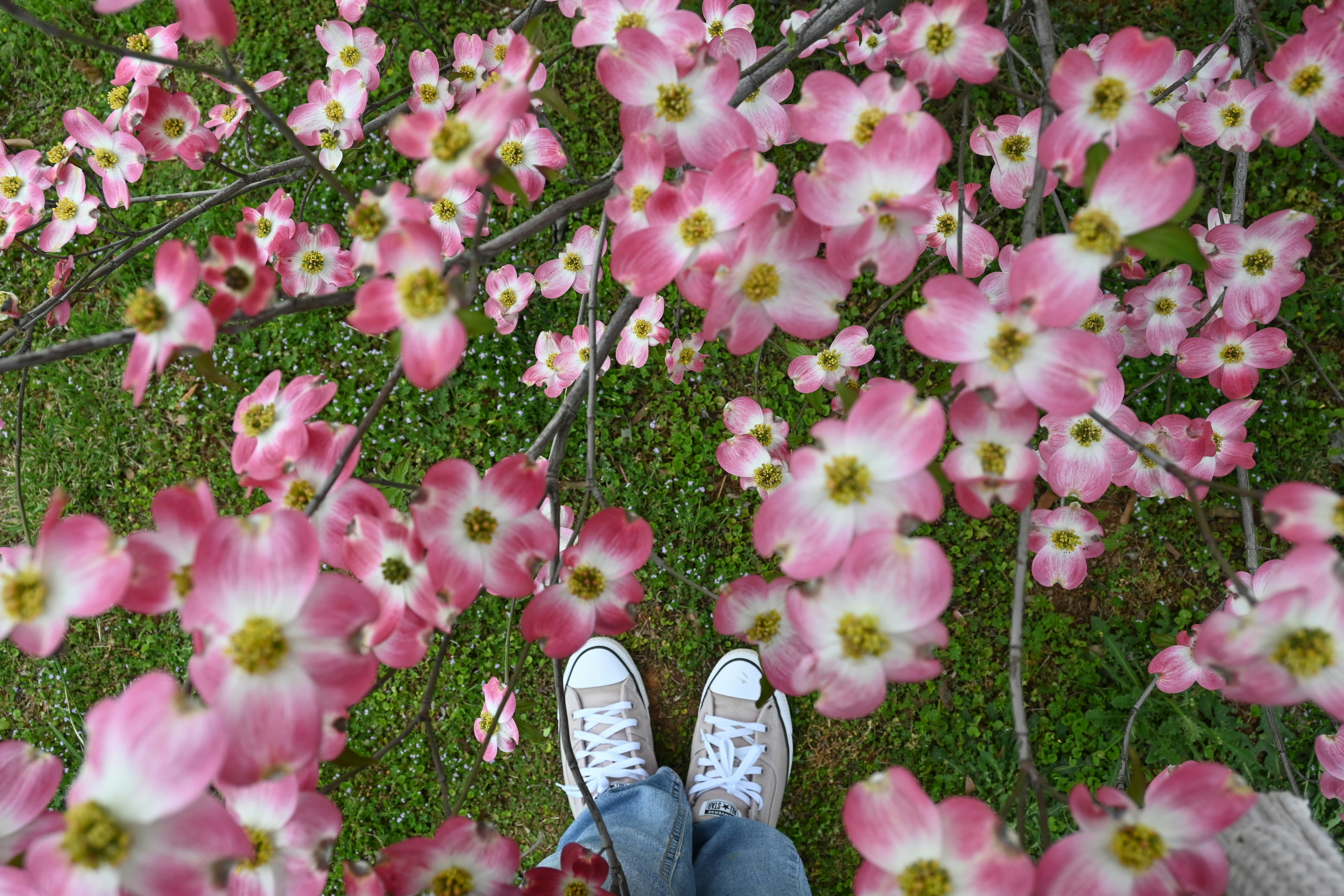 "Never yet was a springtime when the buds forgot to bloom." –Margaret Elizabeth Sangste