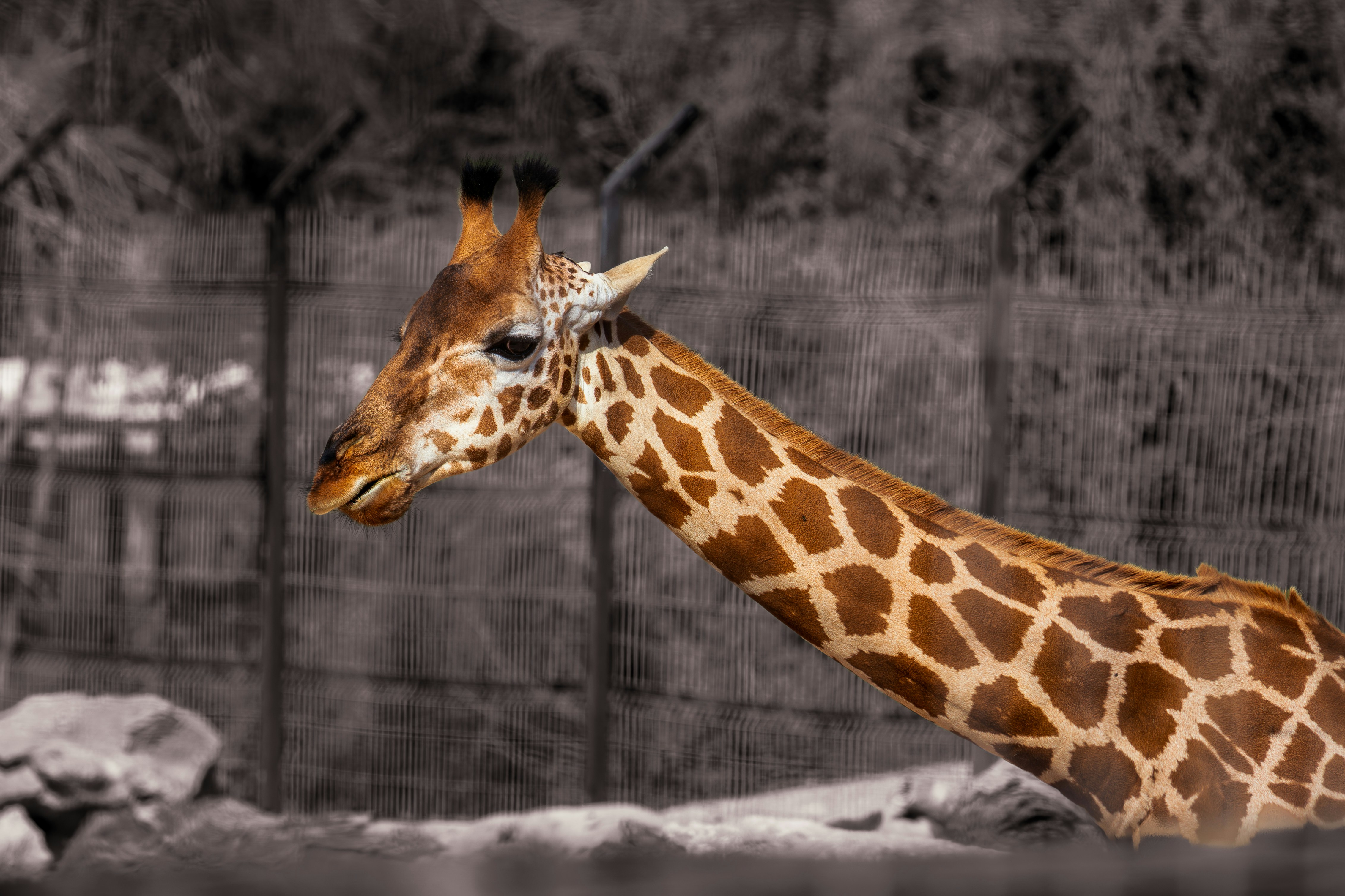 Giraffe in Profile: A Long Neck Silhouette at the Fence Line