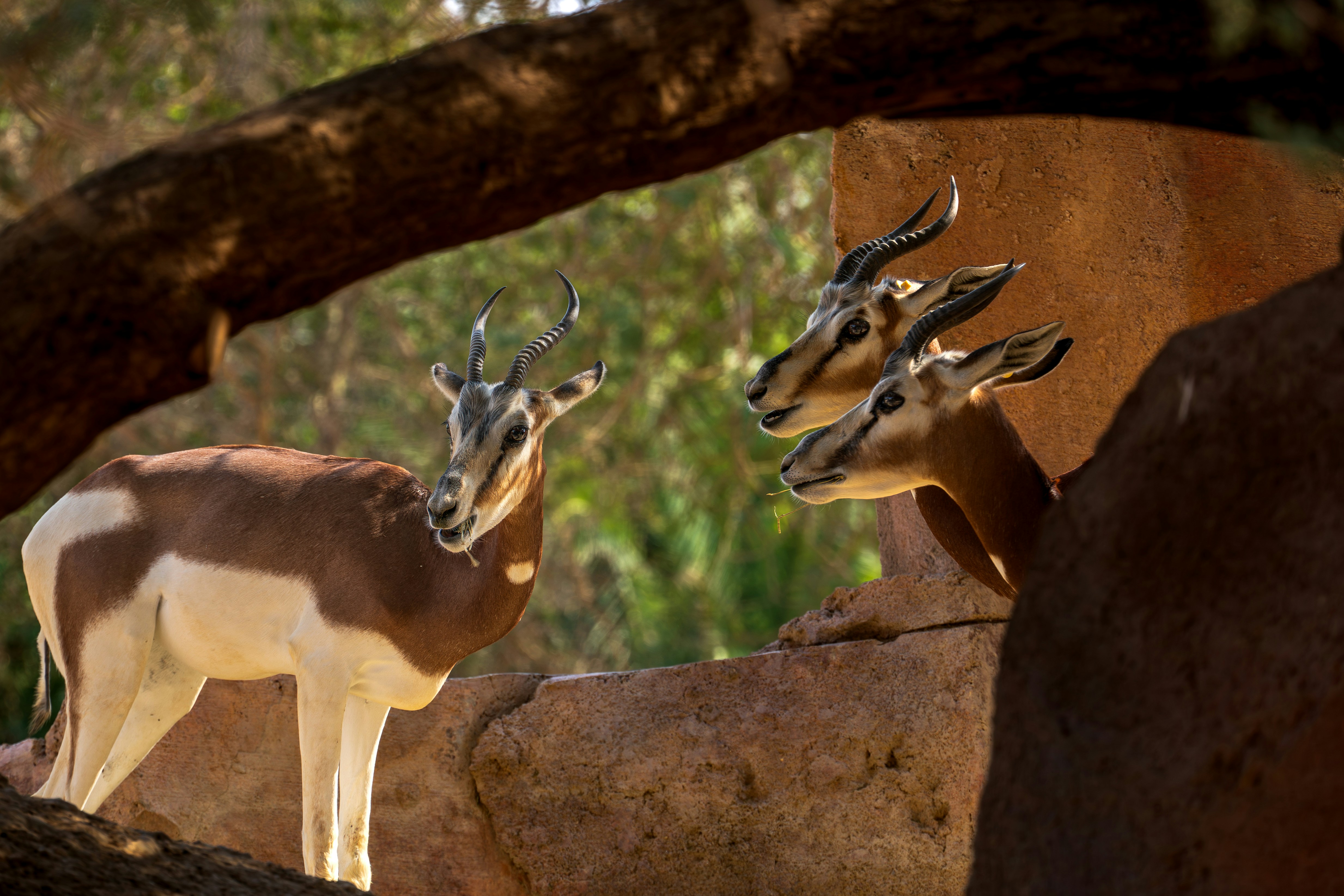 Three Dwarf Antelopes: Curiosity at the Rock Arch