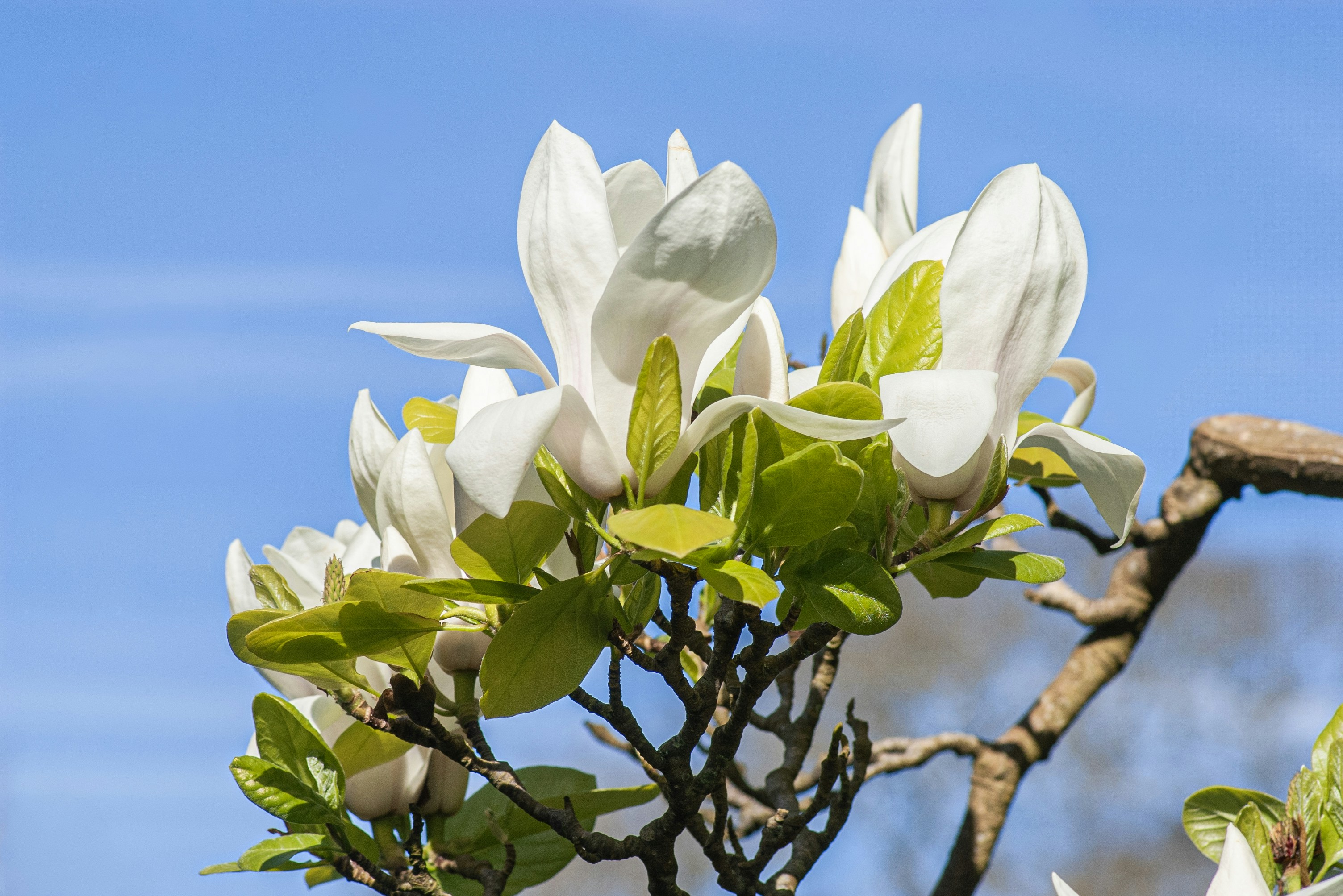White blossoms against a clear blue sky: a close-up on spring’s first bloom