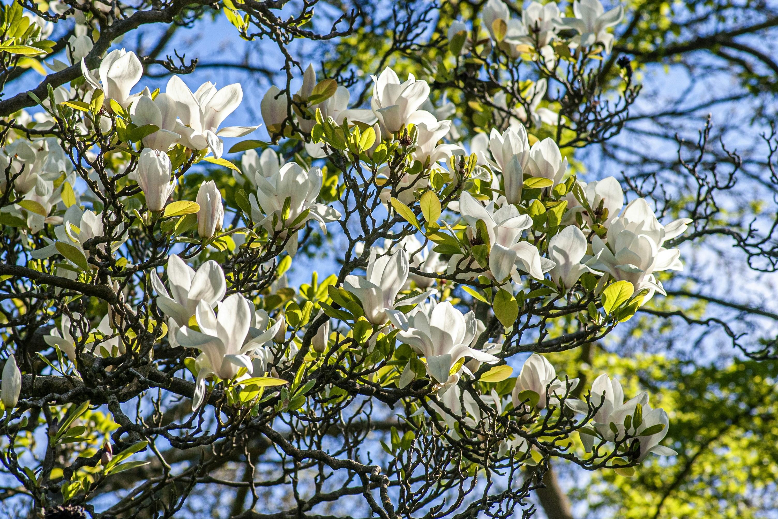 White Magnolia Cascade Under a Bright Spring Sky