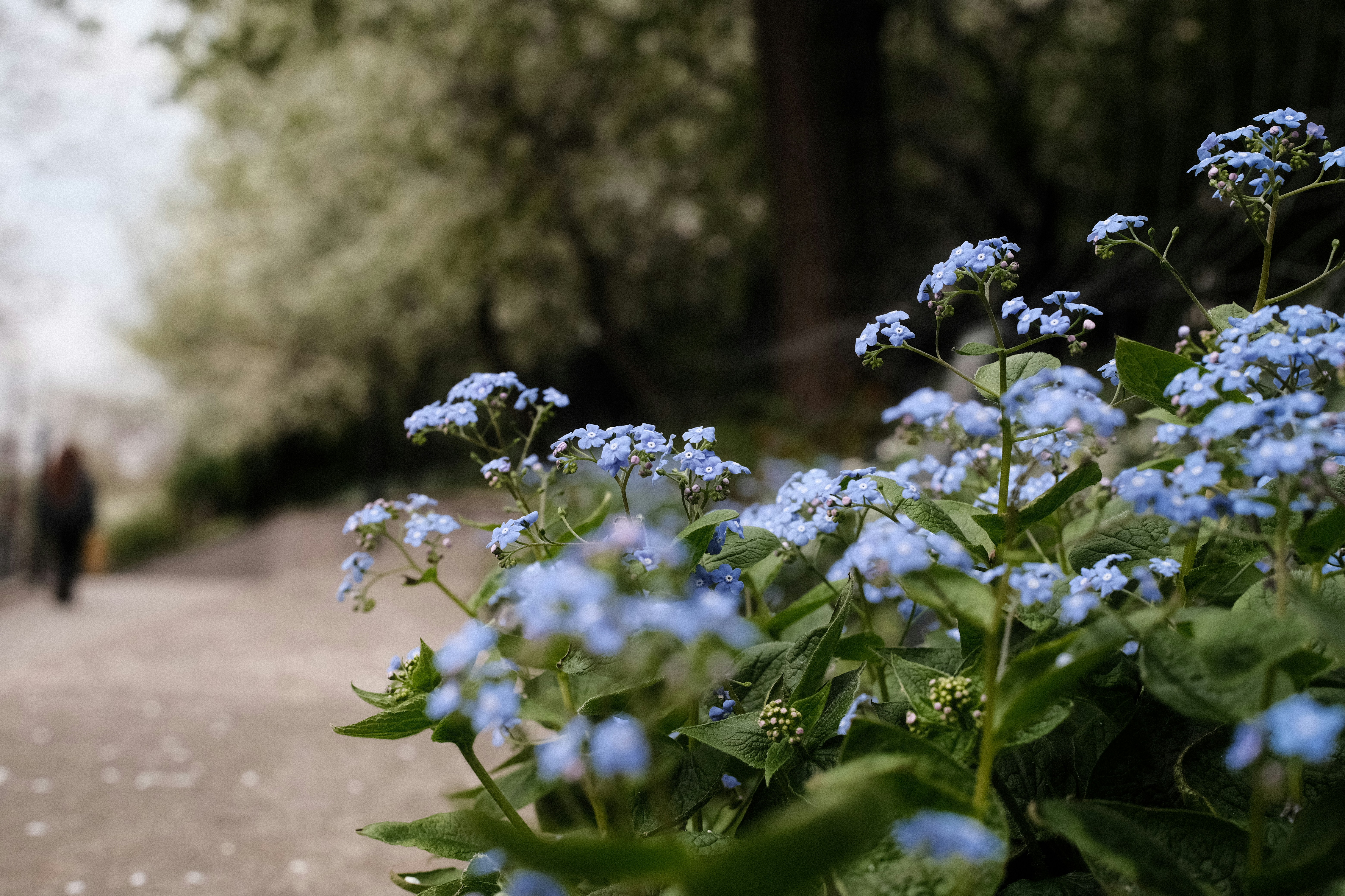 Blue blossoms in a quiet park path