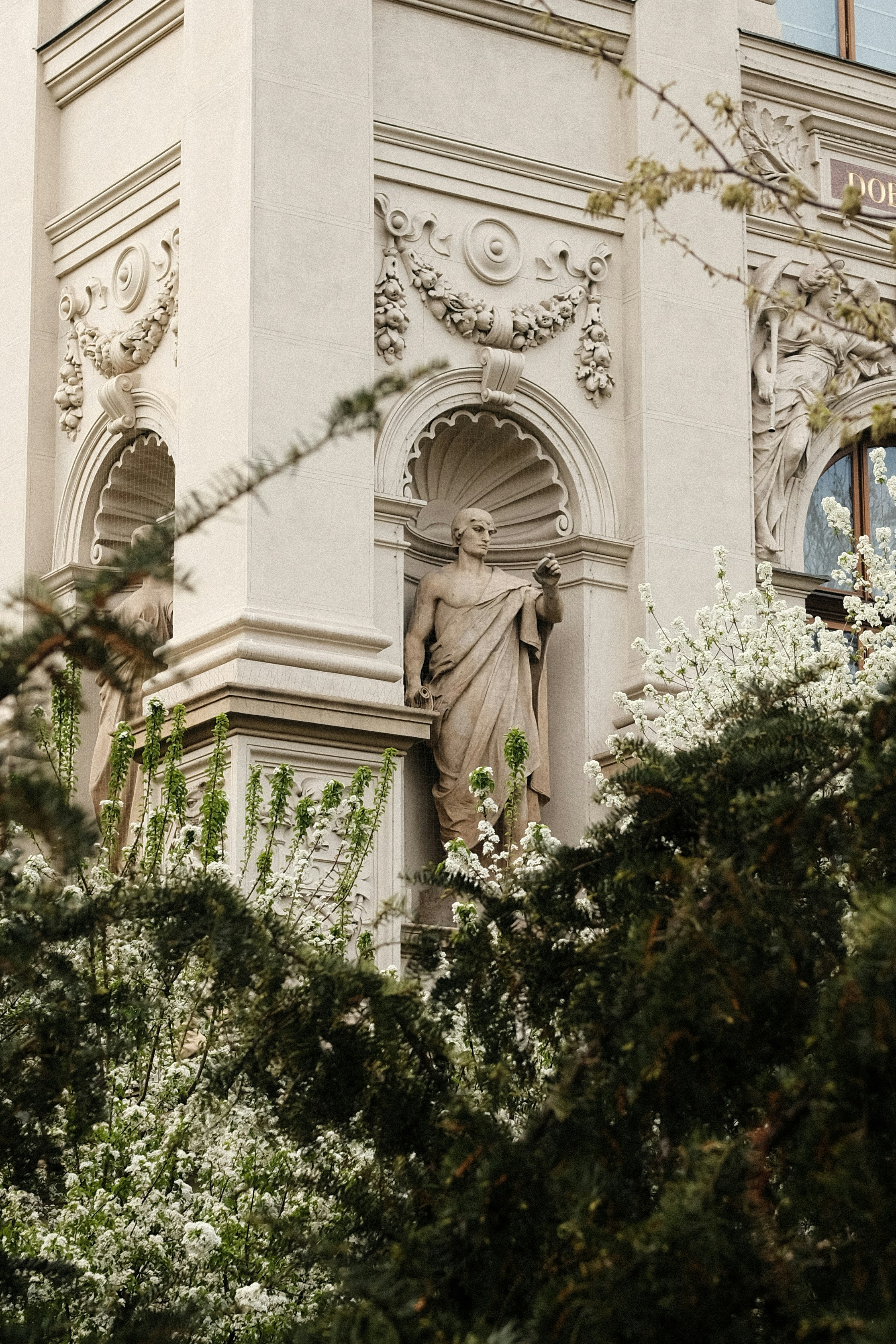 Stone Guardian: A Classical Statue Framed by Flourishing White Blossoms
