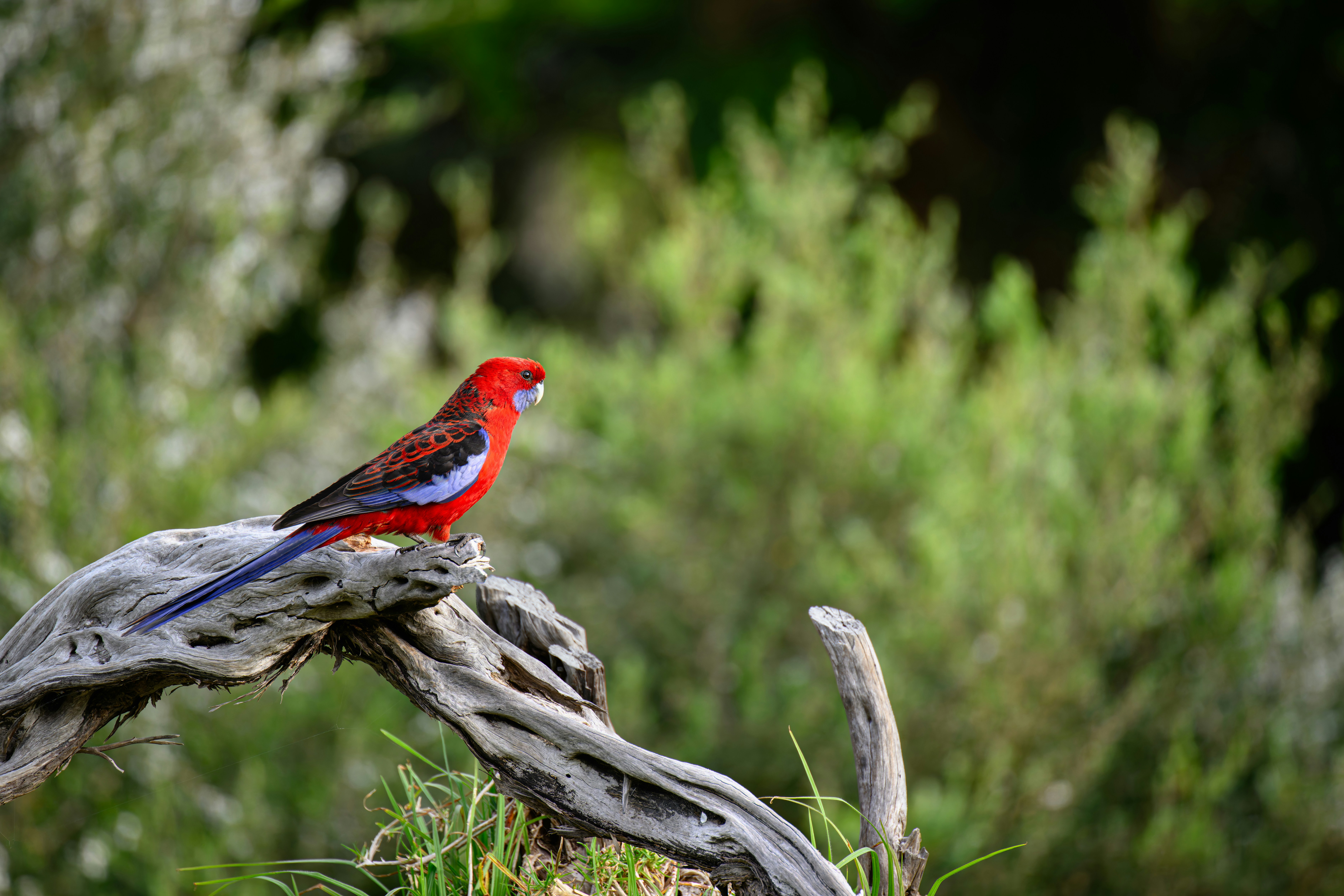 Crimson Chorus on Weathered Driftwood