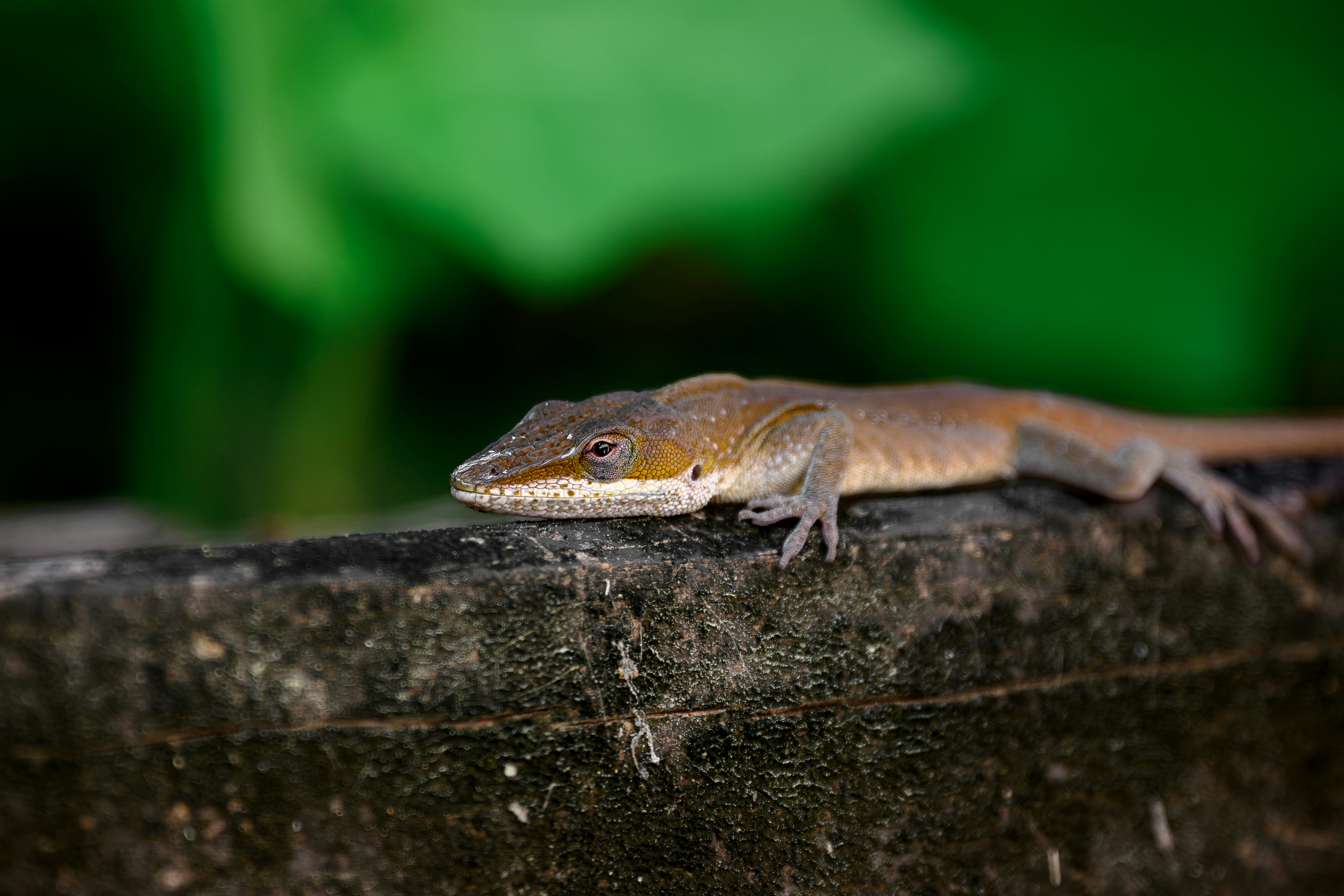 Lizard Resting on a Mossy Concrete Edge