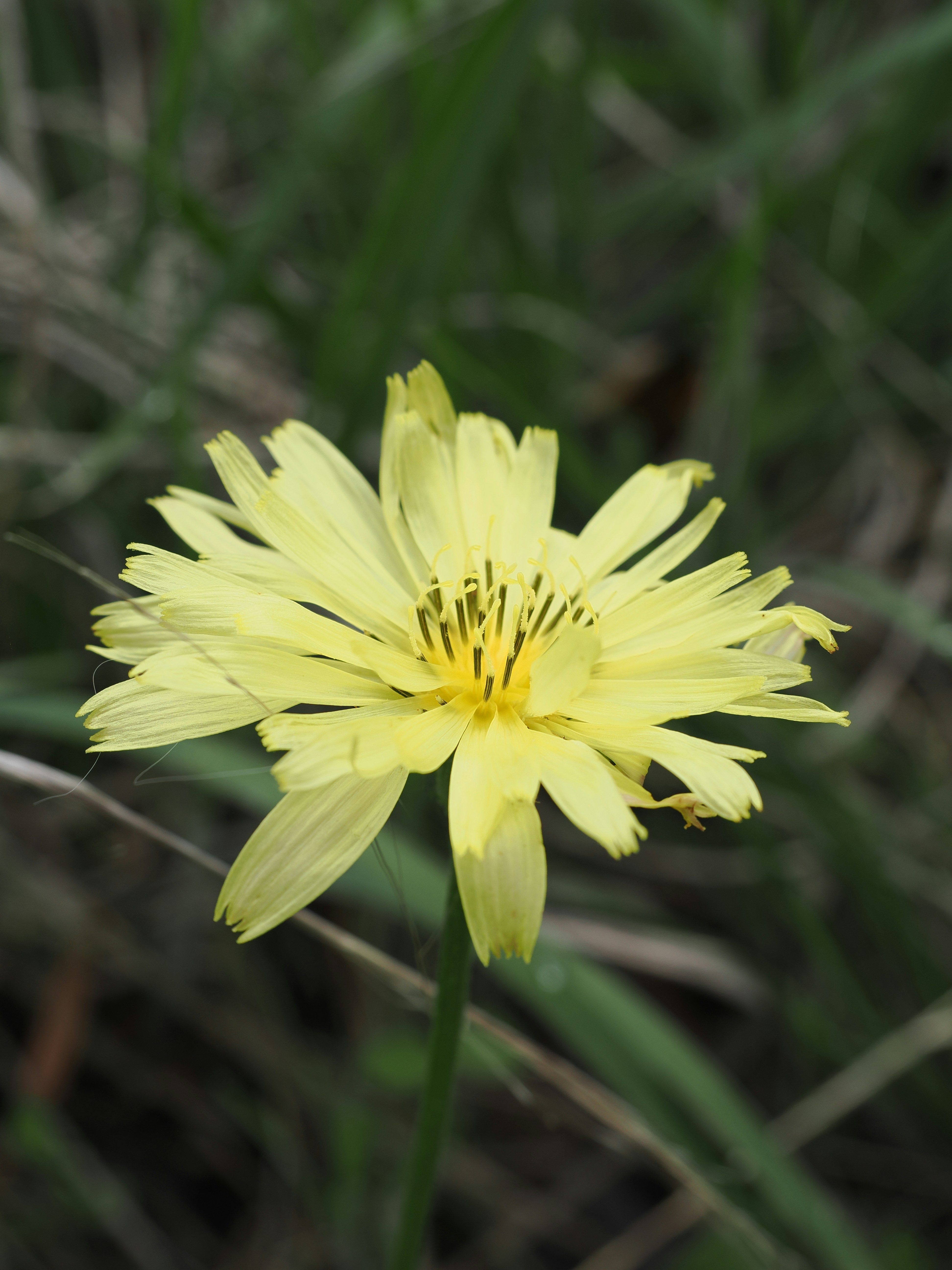 Yellow daisy-like bloom in soft grass frame